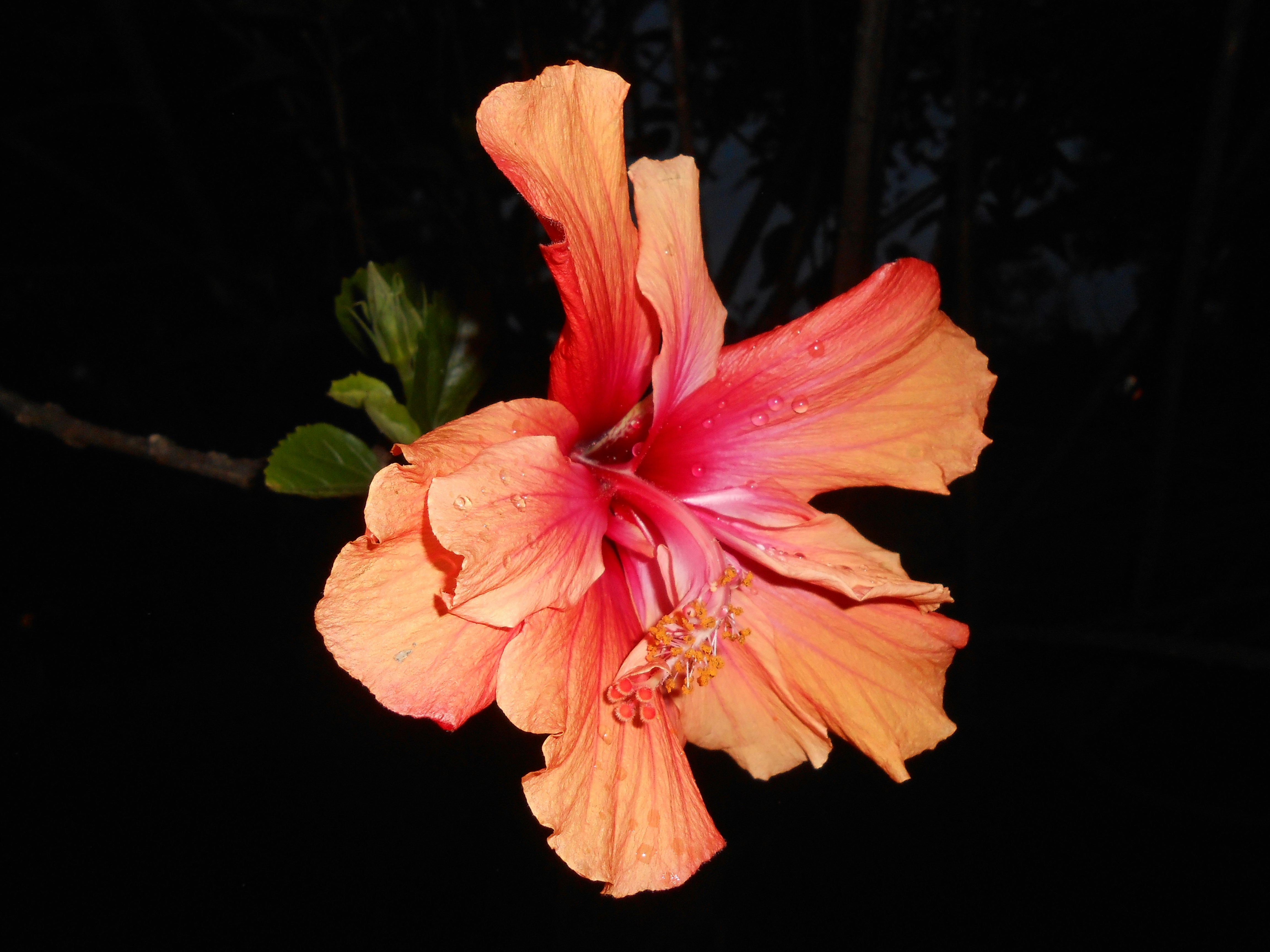 A vibrant orange and pink hibiscus flower with water droplets.