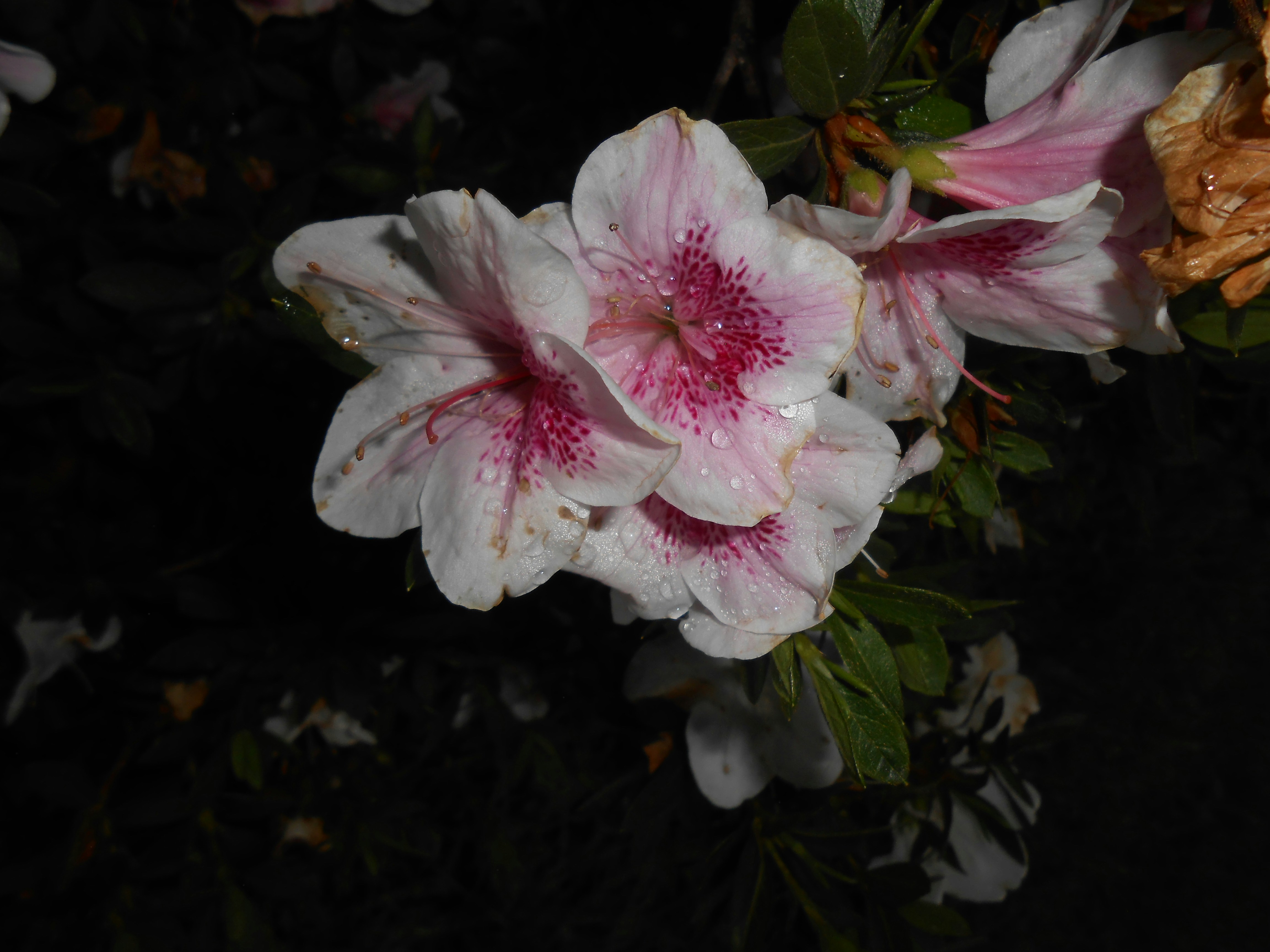White and pink azalea flowers with water droplets.
