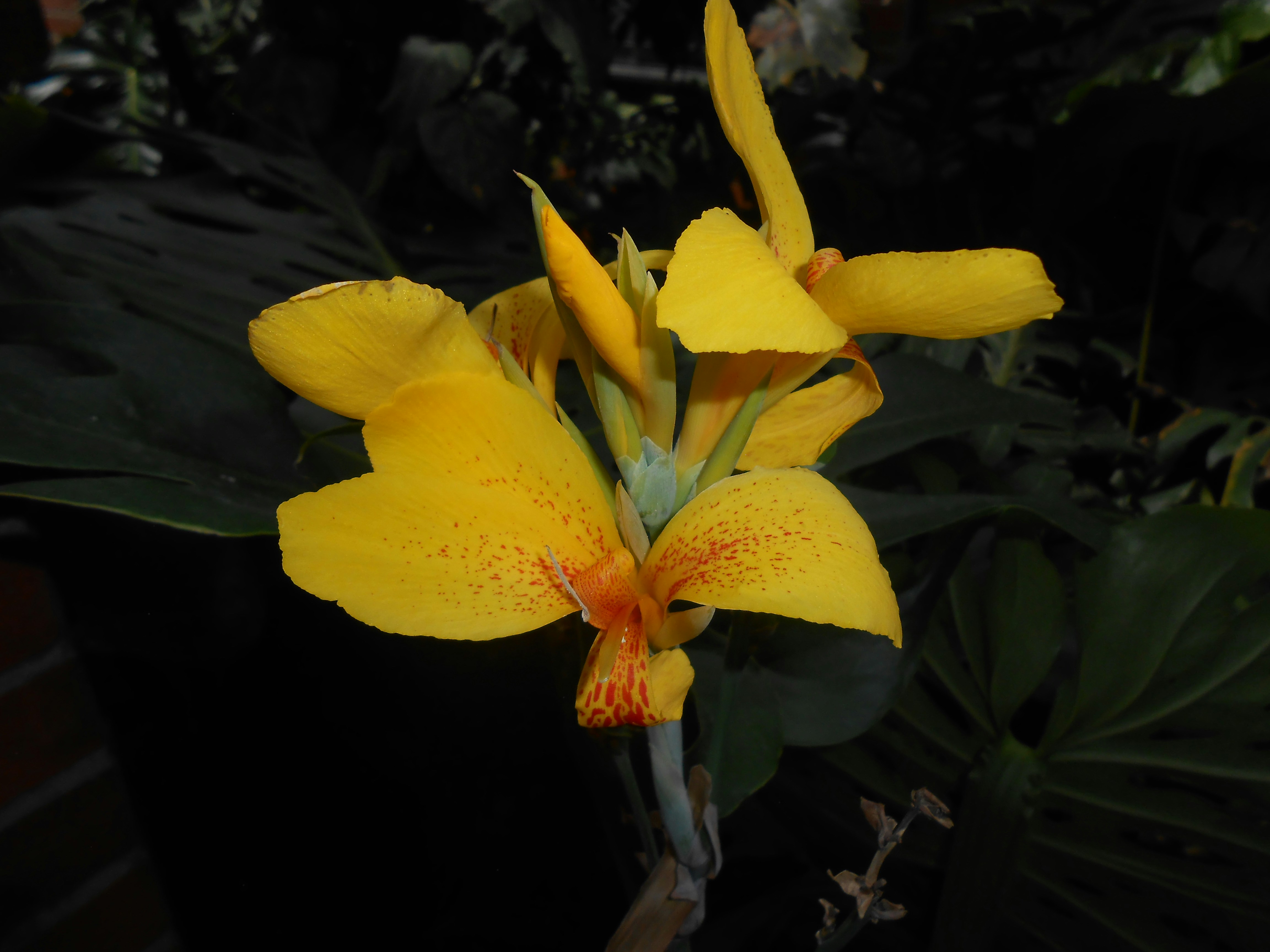 A bright yellow flower with orange accents.