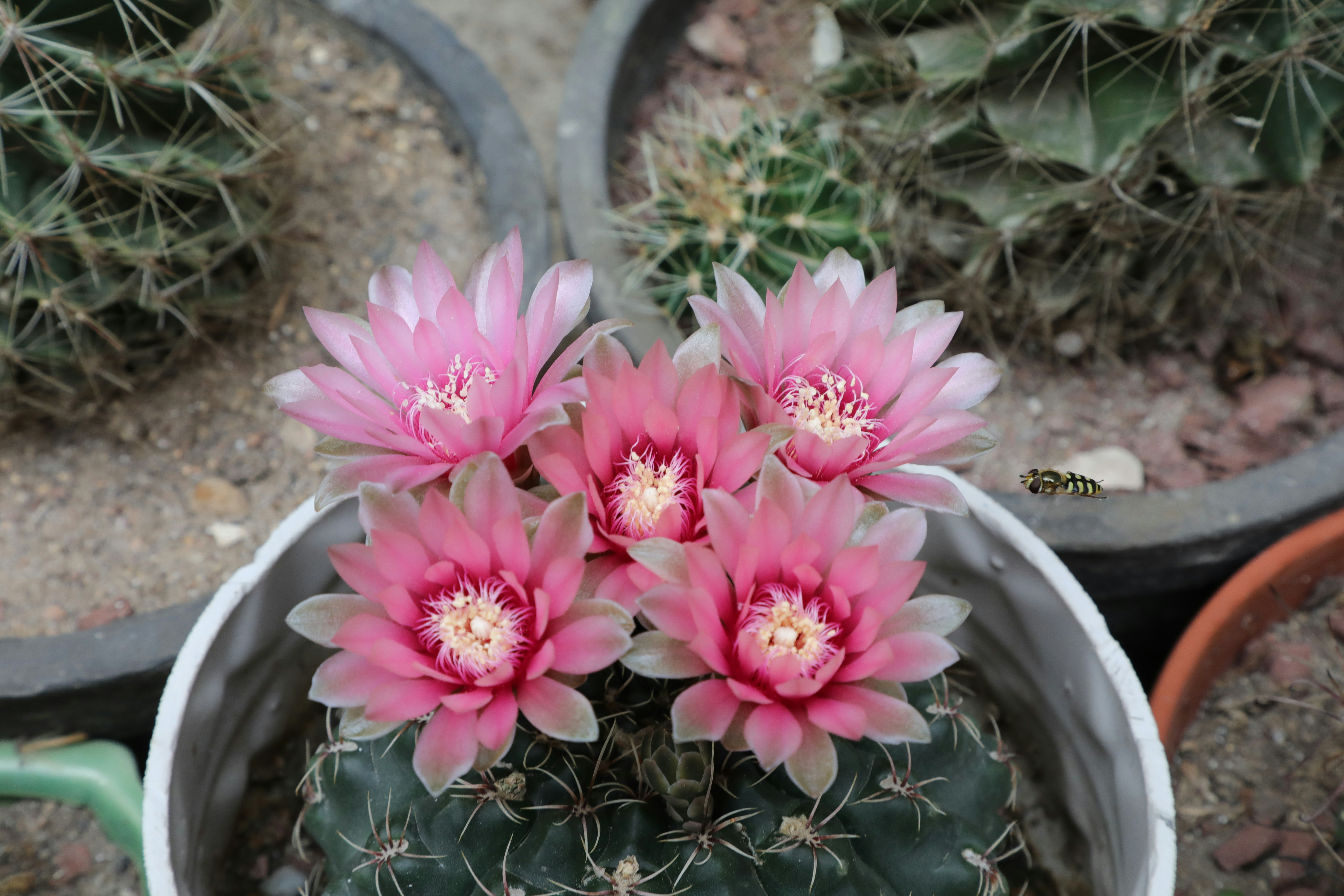 Pink Bloom Constellation in a Cactus Pot