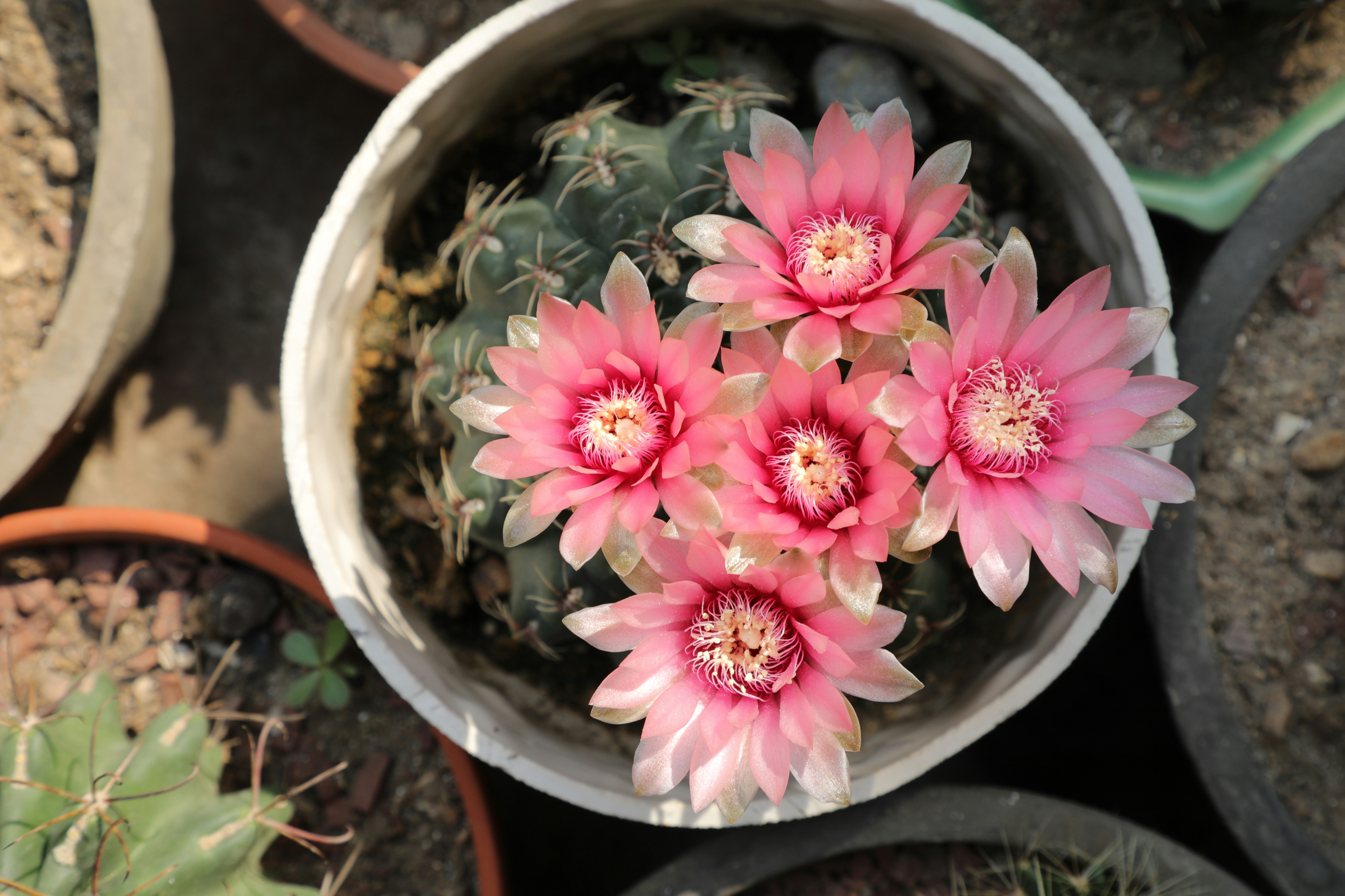 Pink Star Blossoms in a White Pot: A Desert Bloom Centerpiece