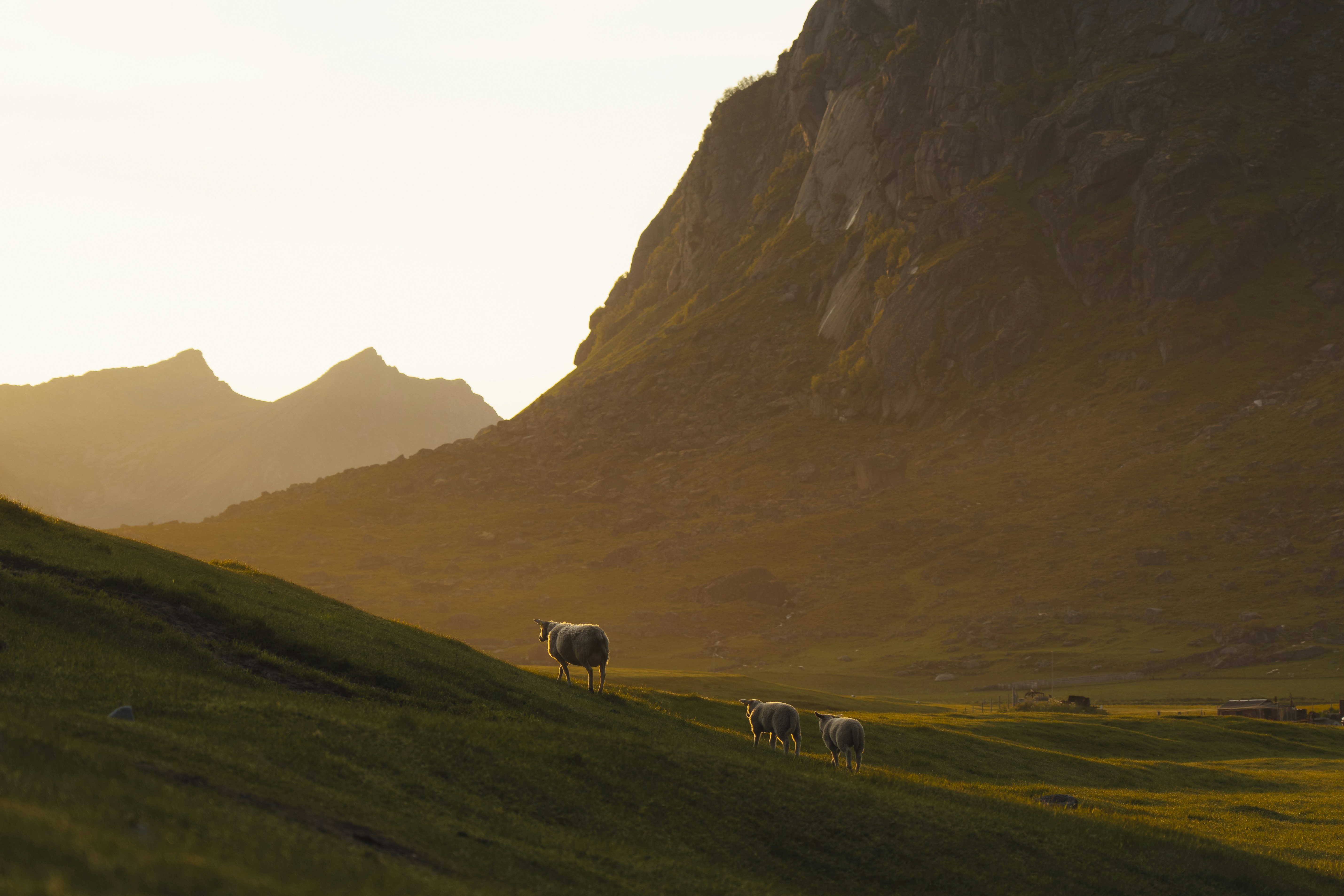 Gentle Herd in the Golden Valley under Mountain Shadows