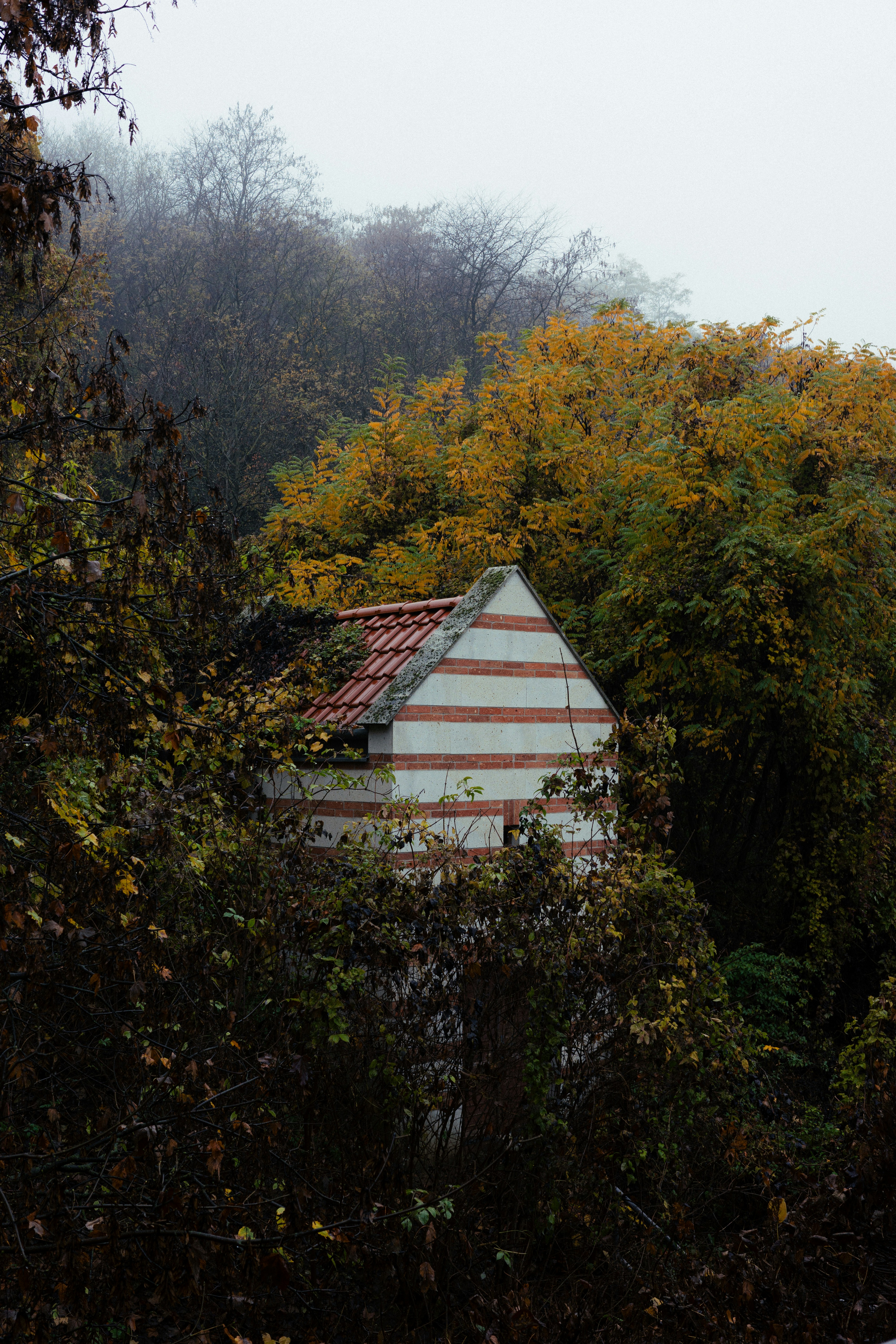 Striped Cottage peeking through autumn foliage