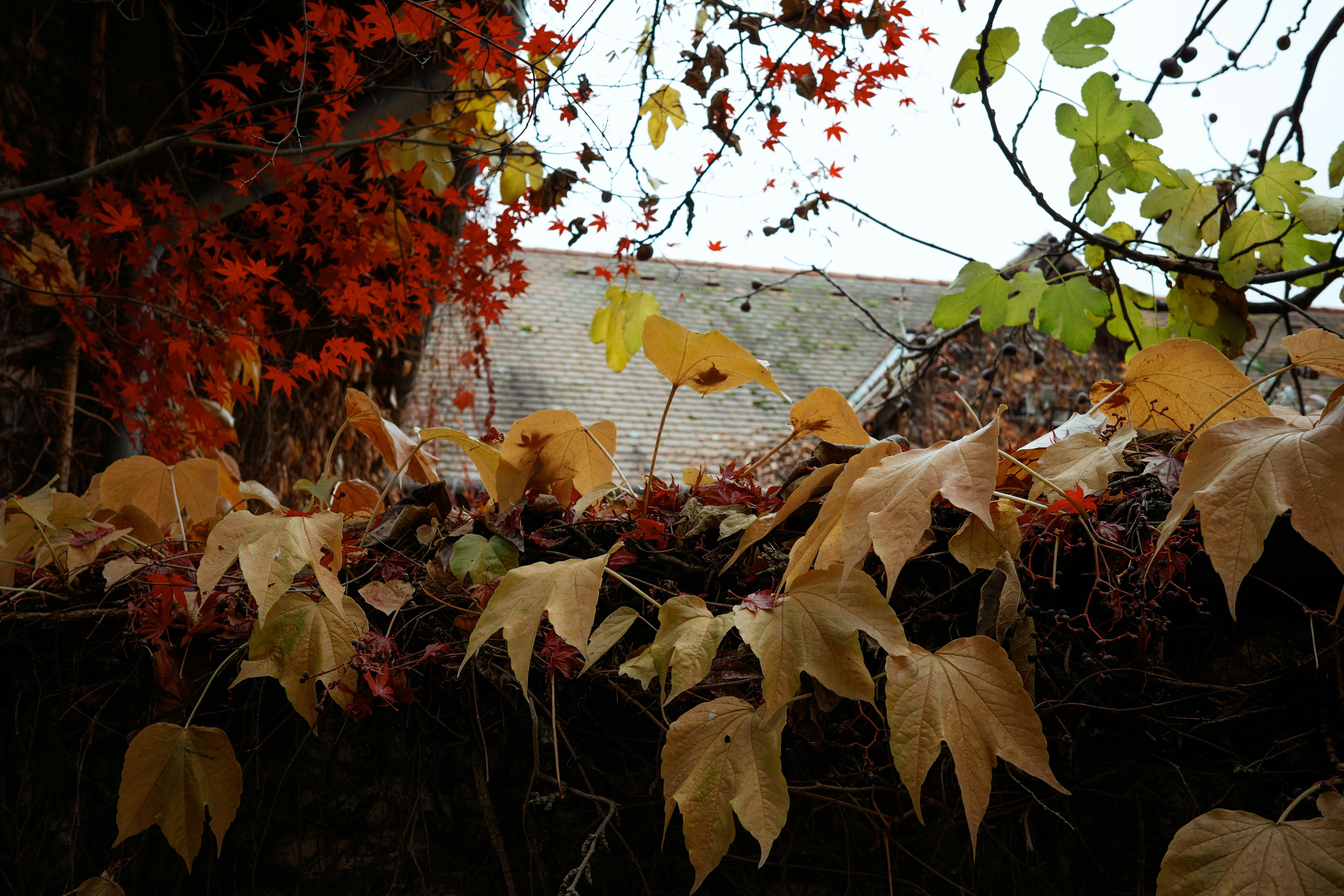 Autumn Vines Over a Quiet Rooftop