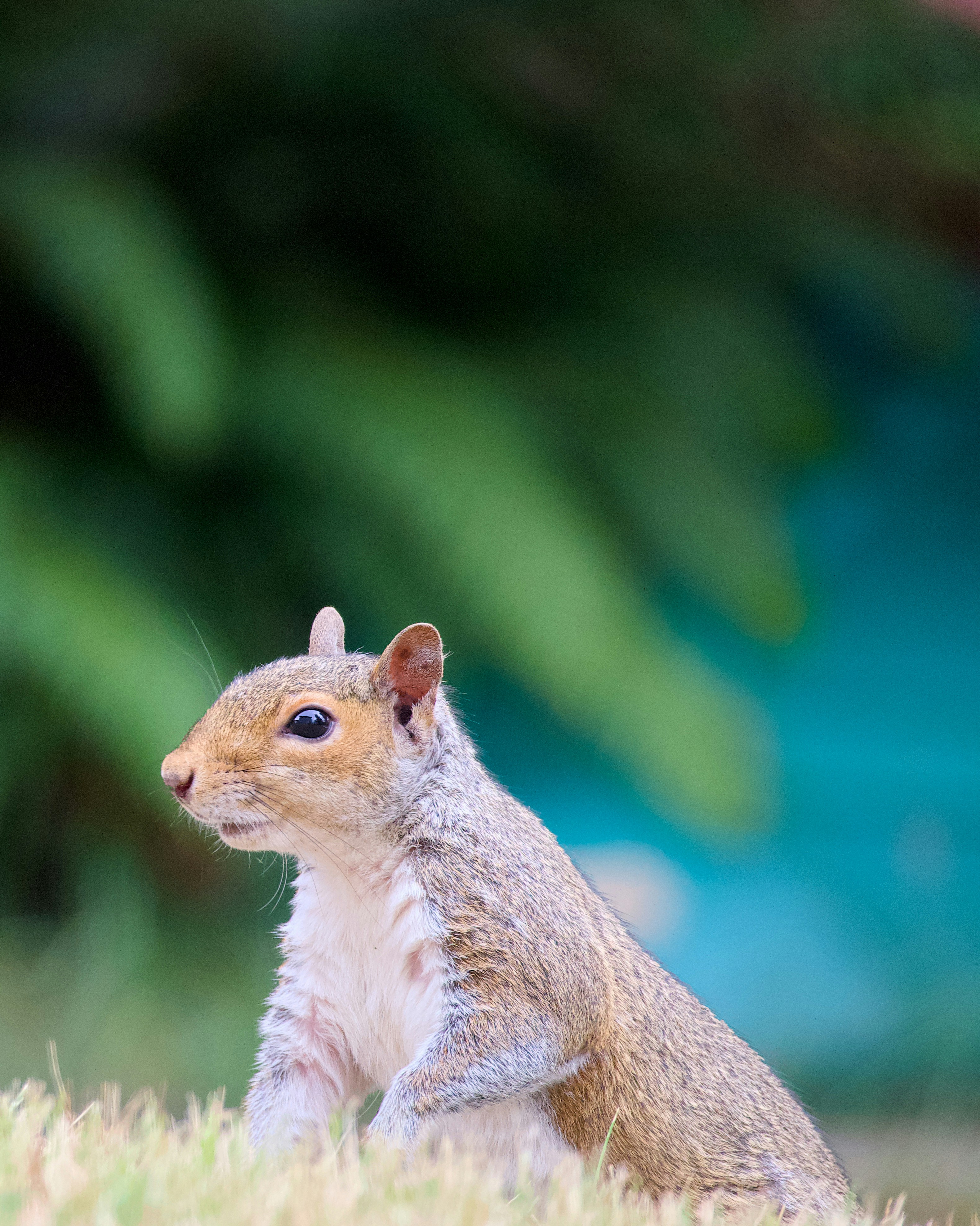 Curious Ground Squirrel Pauses at the Lawn's Edge