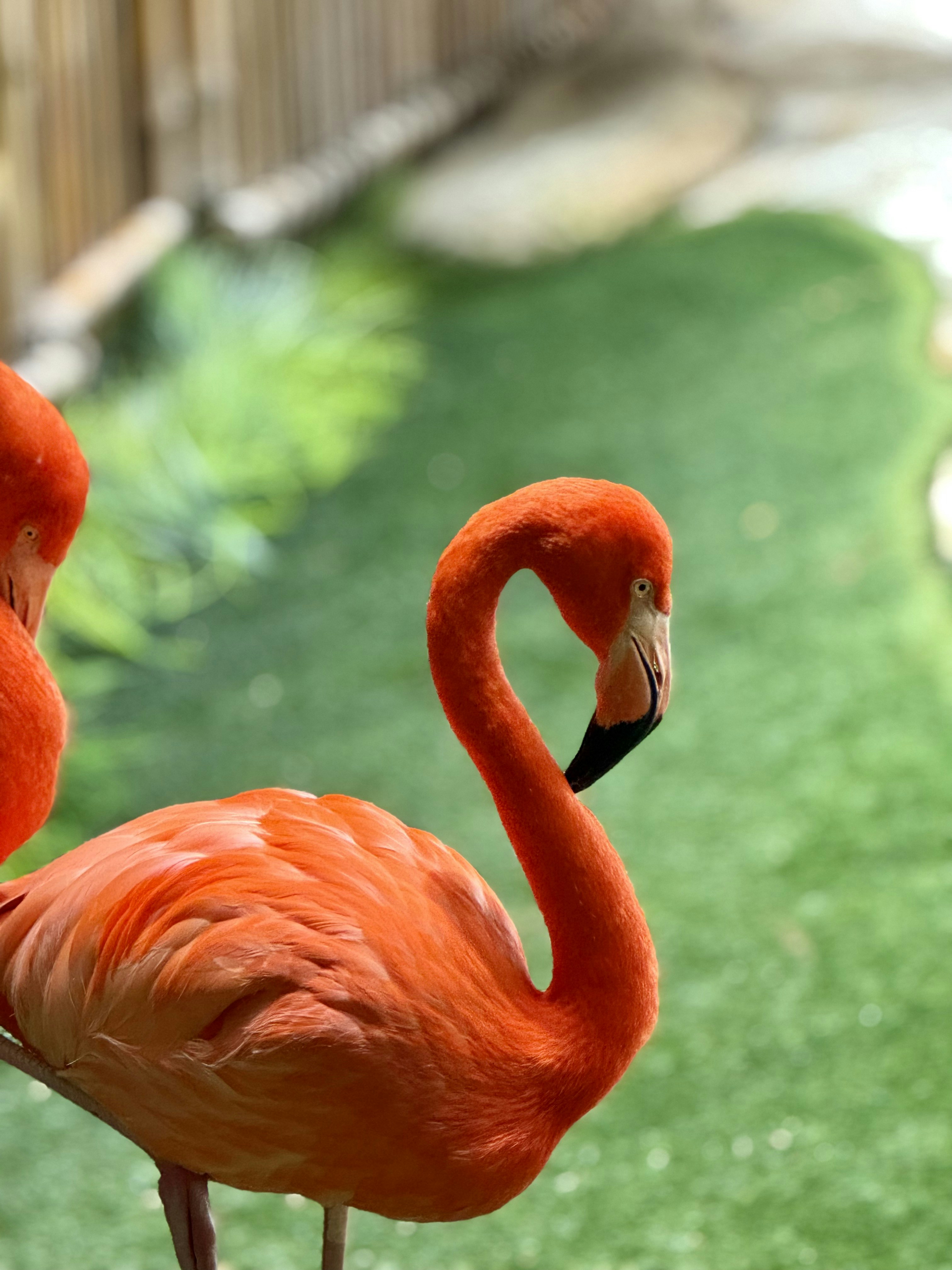 Curved Flame: A Flamingo Stare