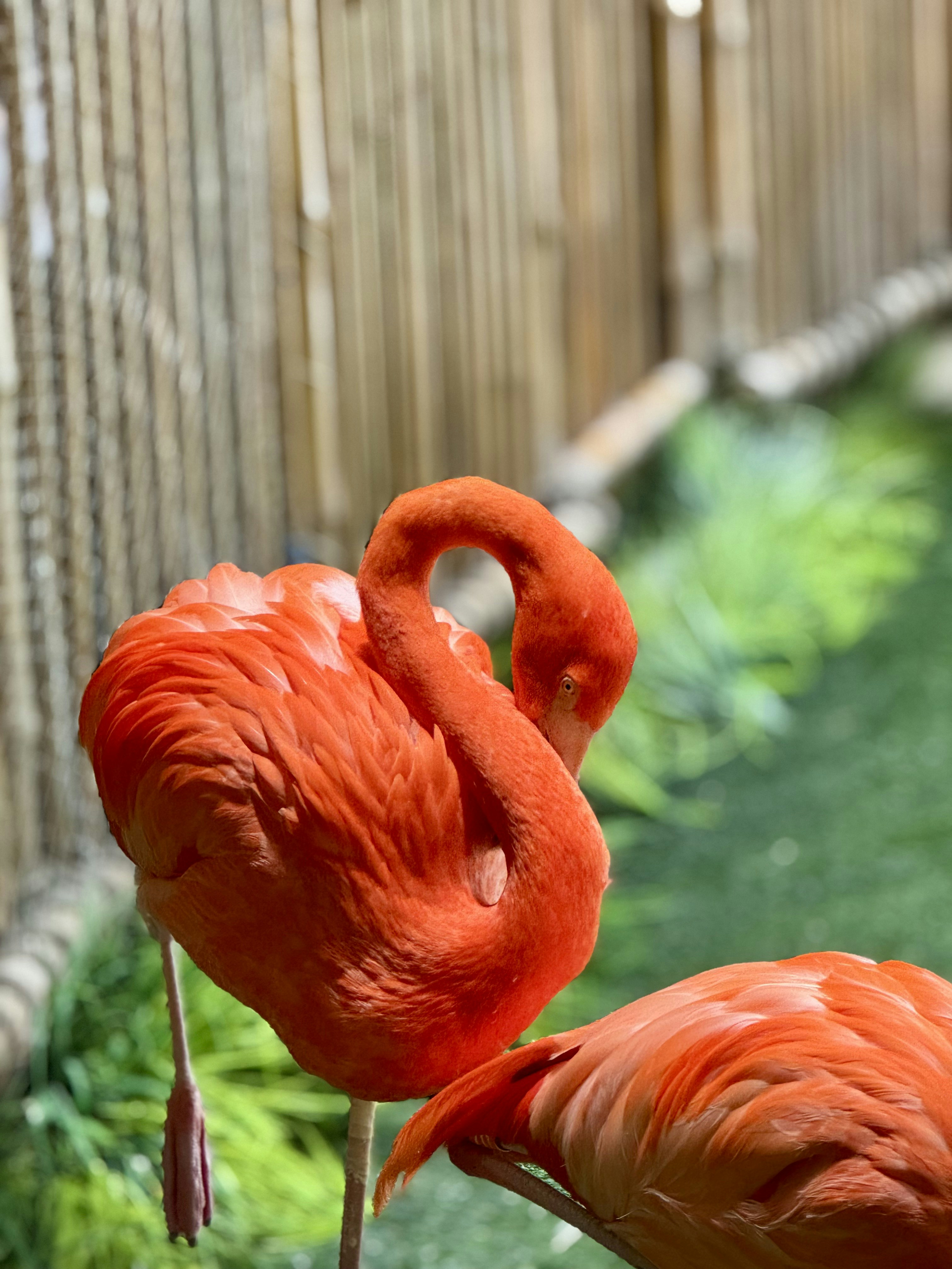 Curved Serenade: A Flamingo Portrait in Warm Light