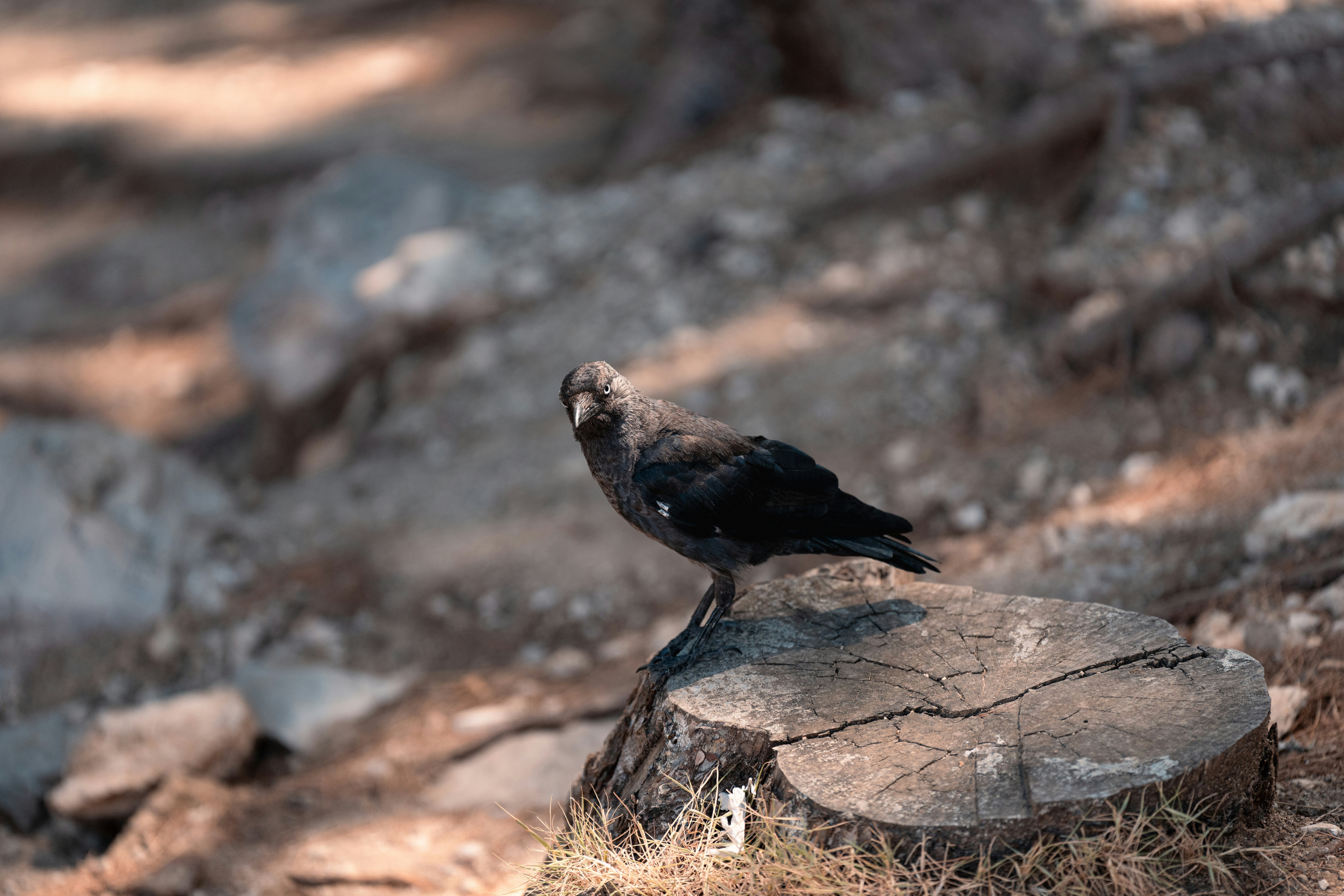 Stoic Stump Sentinel: A Black Bird Perched on Weathered Tree Ring