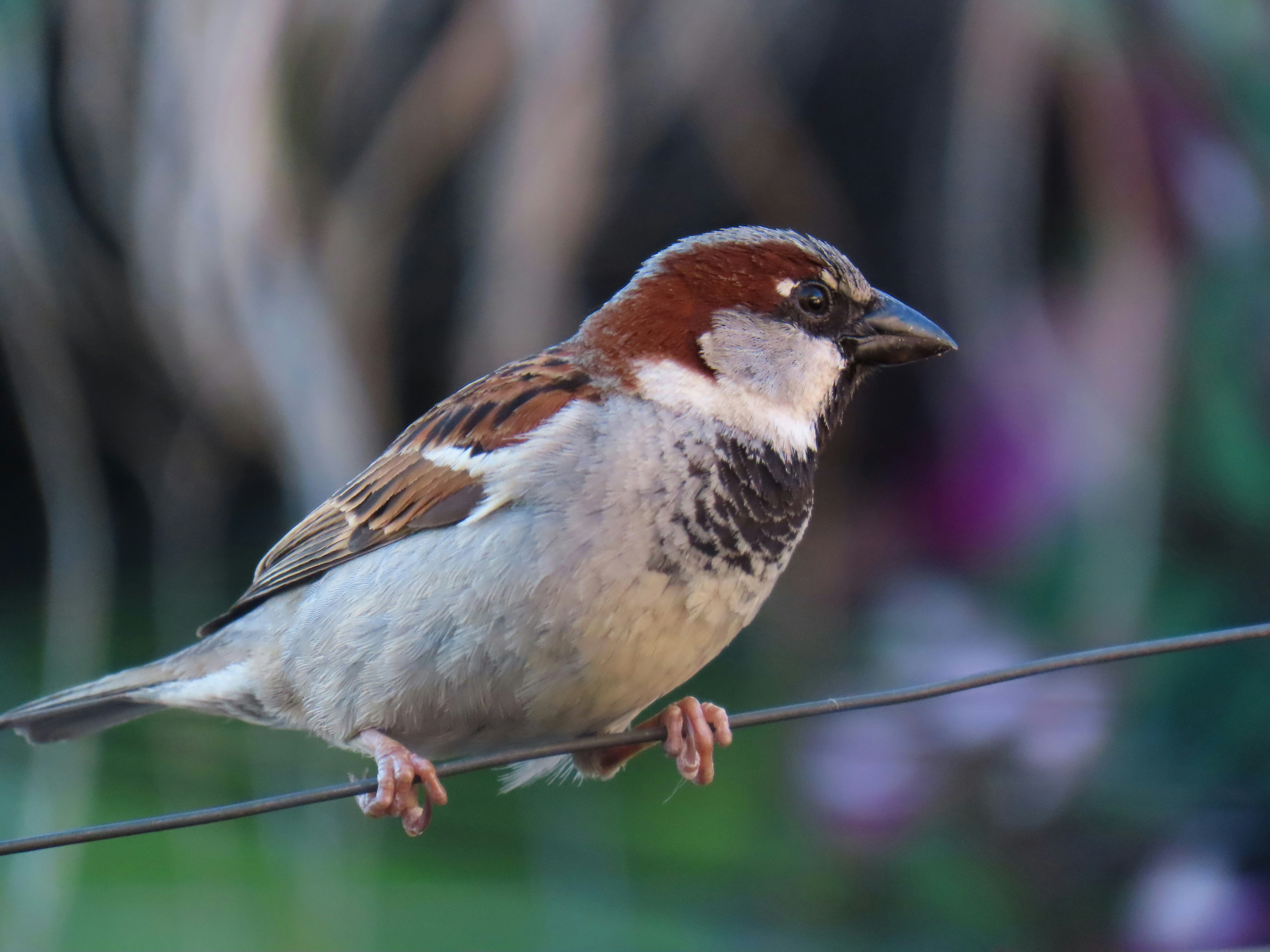Sparrow on a Wire: Quiet Focus Amid Garden Blur