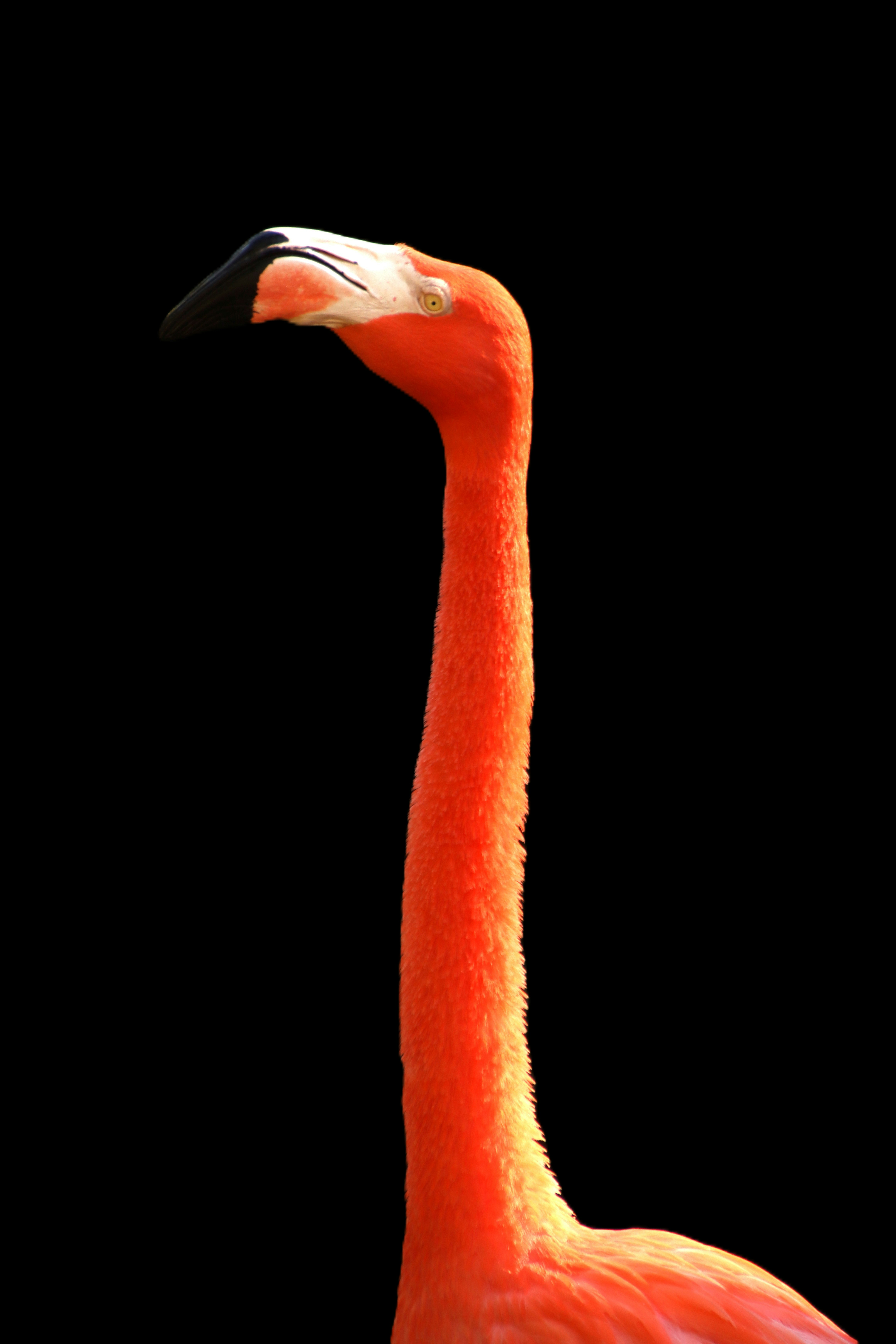 Crimson S-curve: Flamingo Serenade in Obsidian