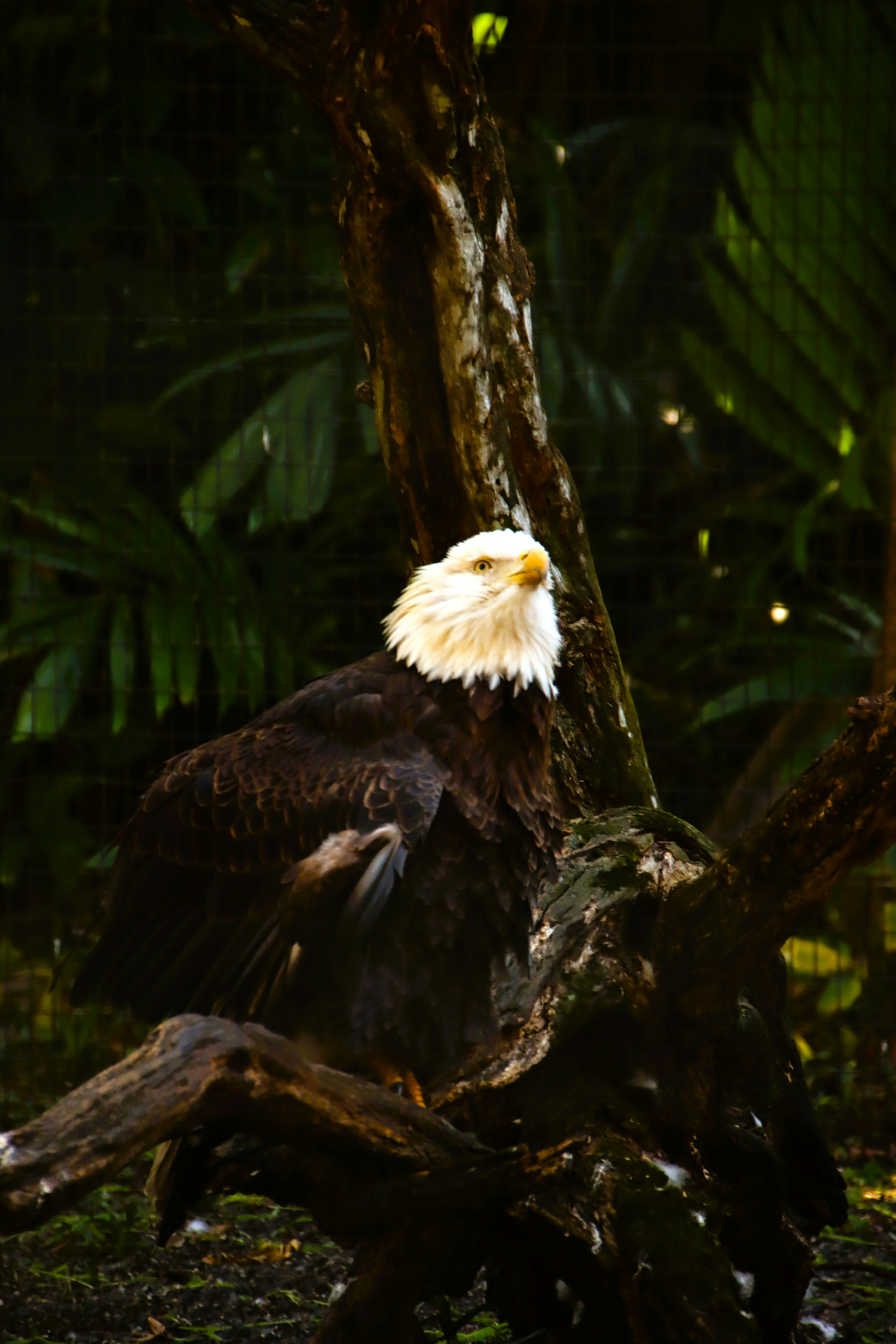 Regal Flightless Guardian: A Bald Eagle Reposes on Weathered Timber