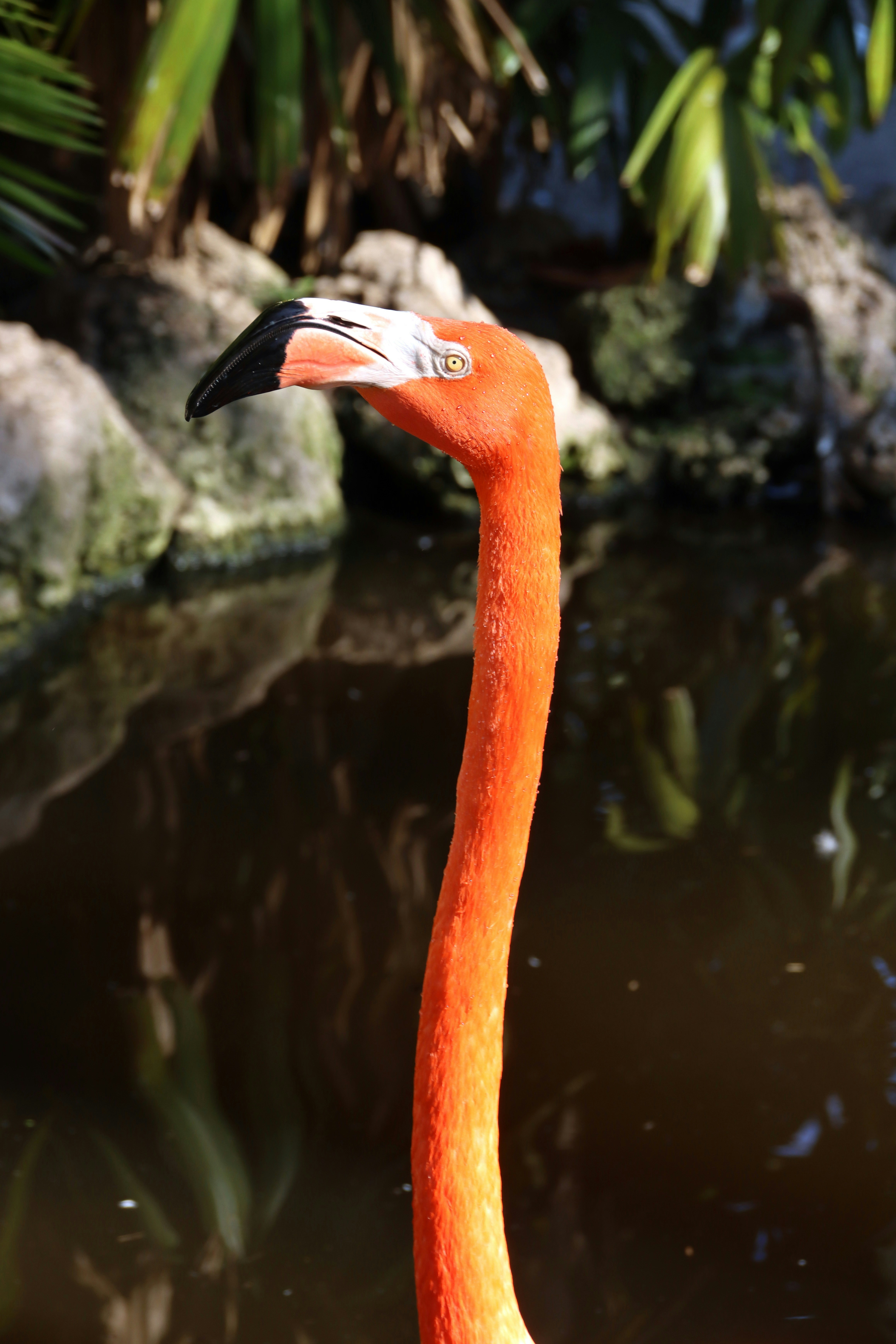 Scarlet Curvature: A Flamingo’s Long Verve Against Shaded Waters