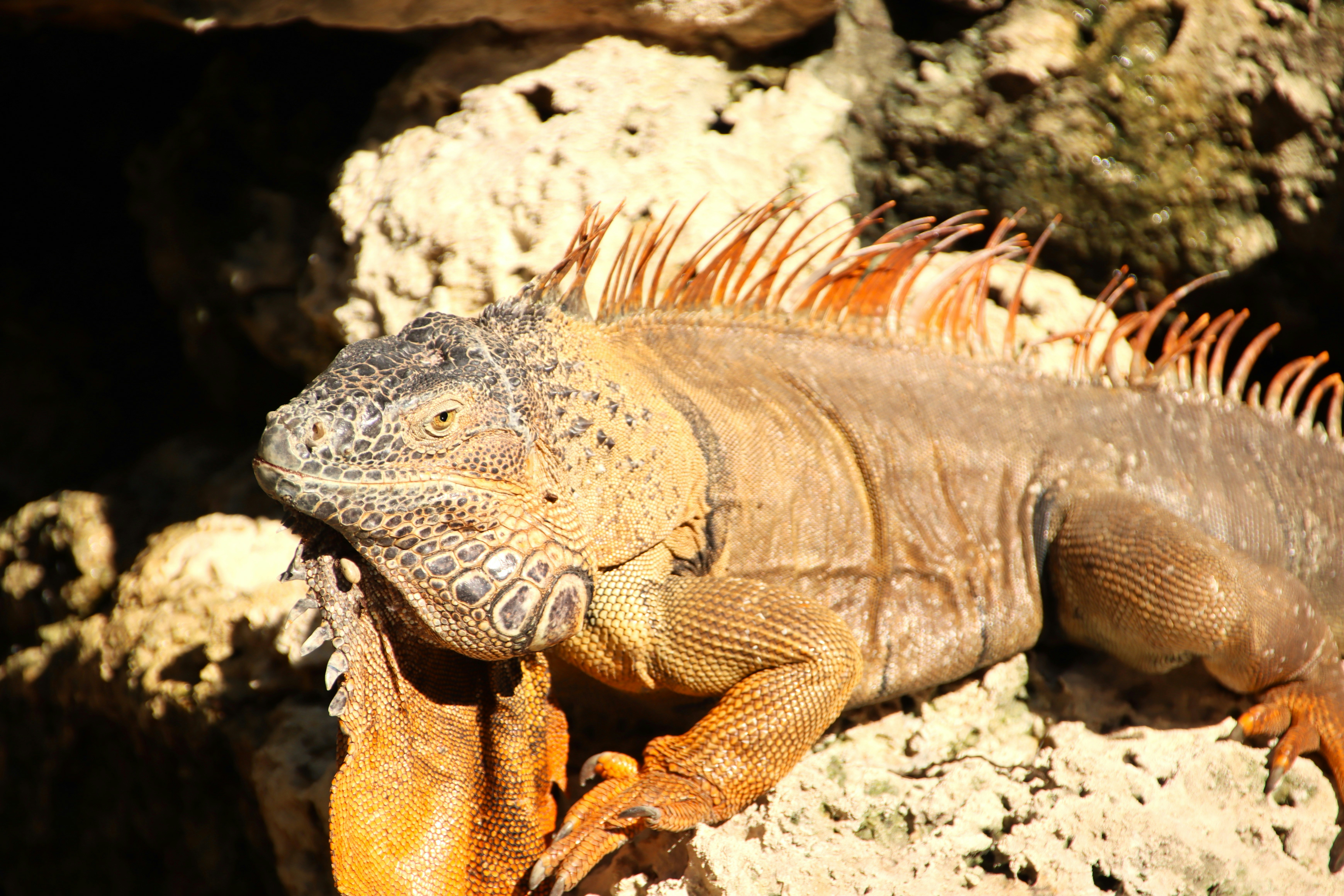 Sunlit Marine Iguana: Armor for the Rocks