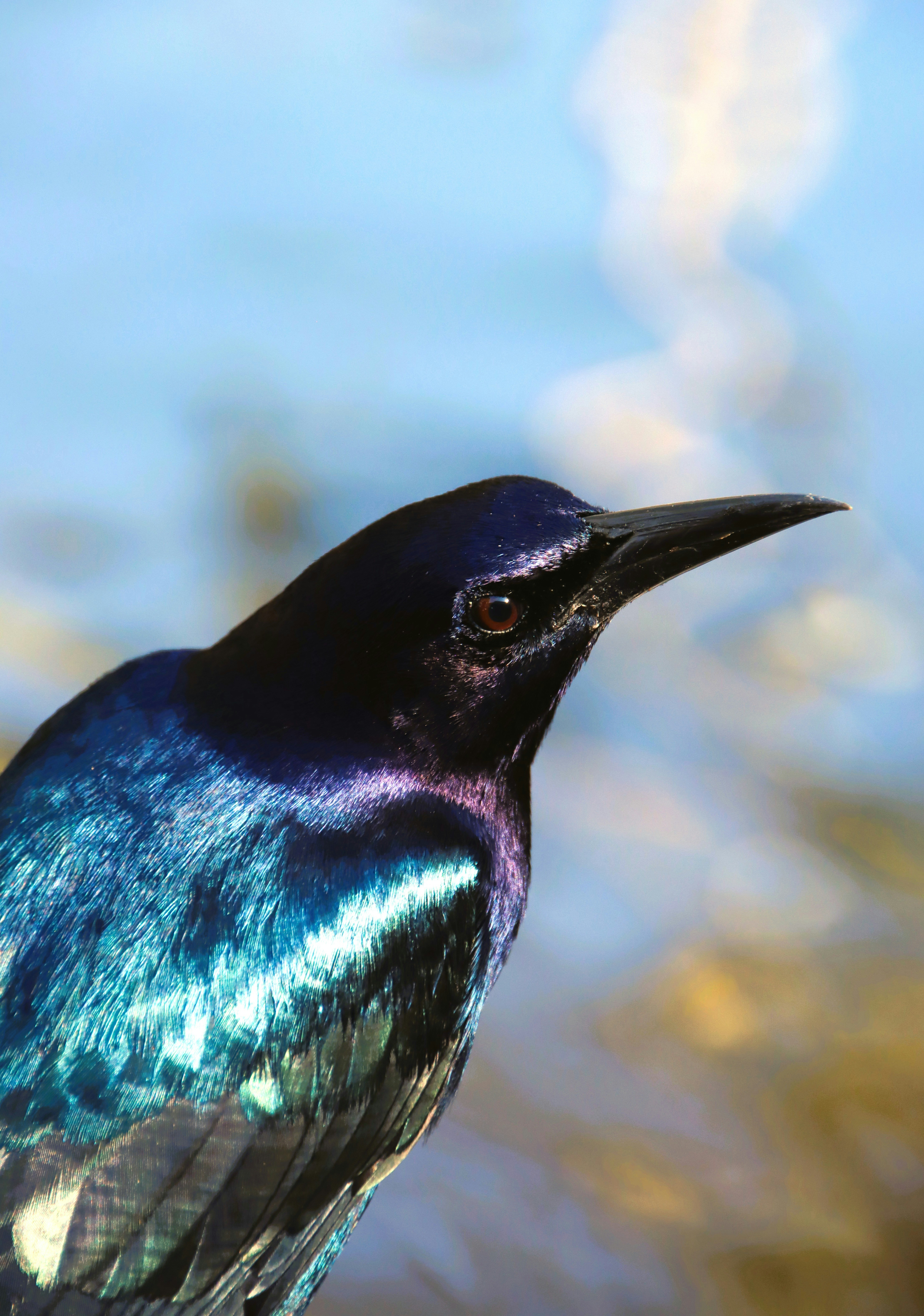 Iridescent Watch: A Crowned Star Ignites the Morning