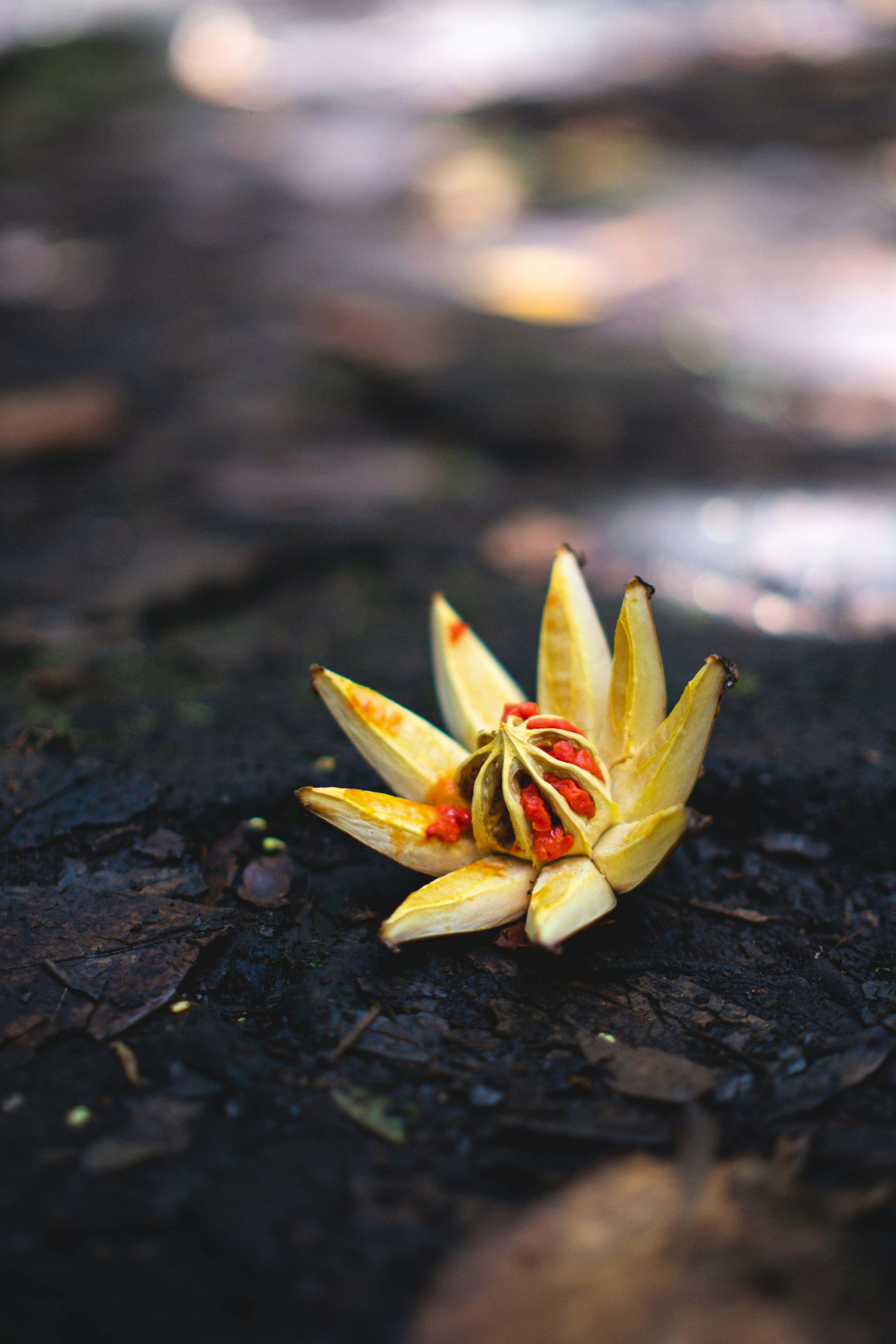 Petal Bloom on Charred Ground: A Quiet Moment of Color