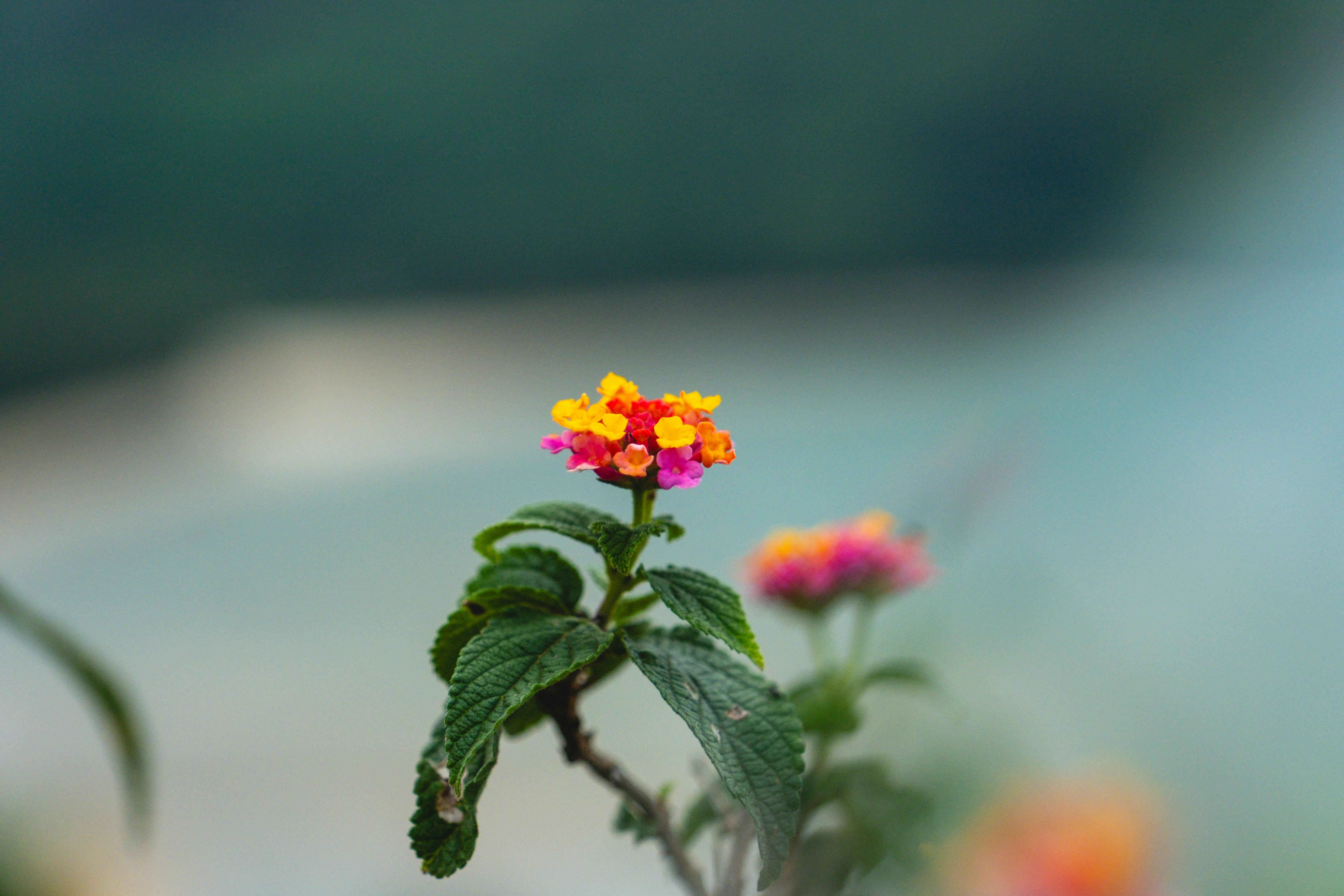 Floral Spotlight: Tiny Zest at the Edge of Blur