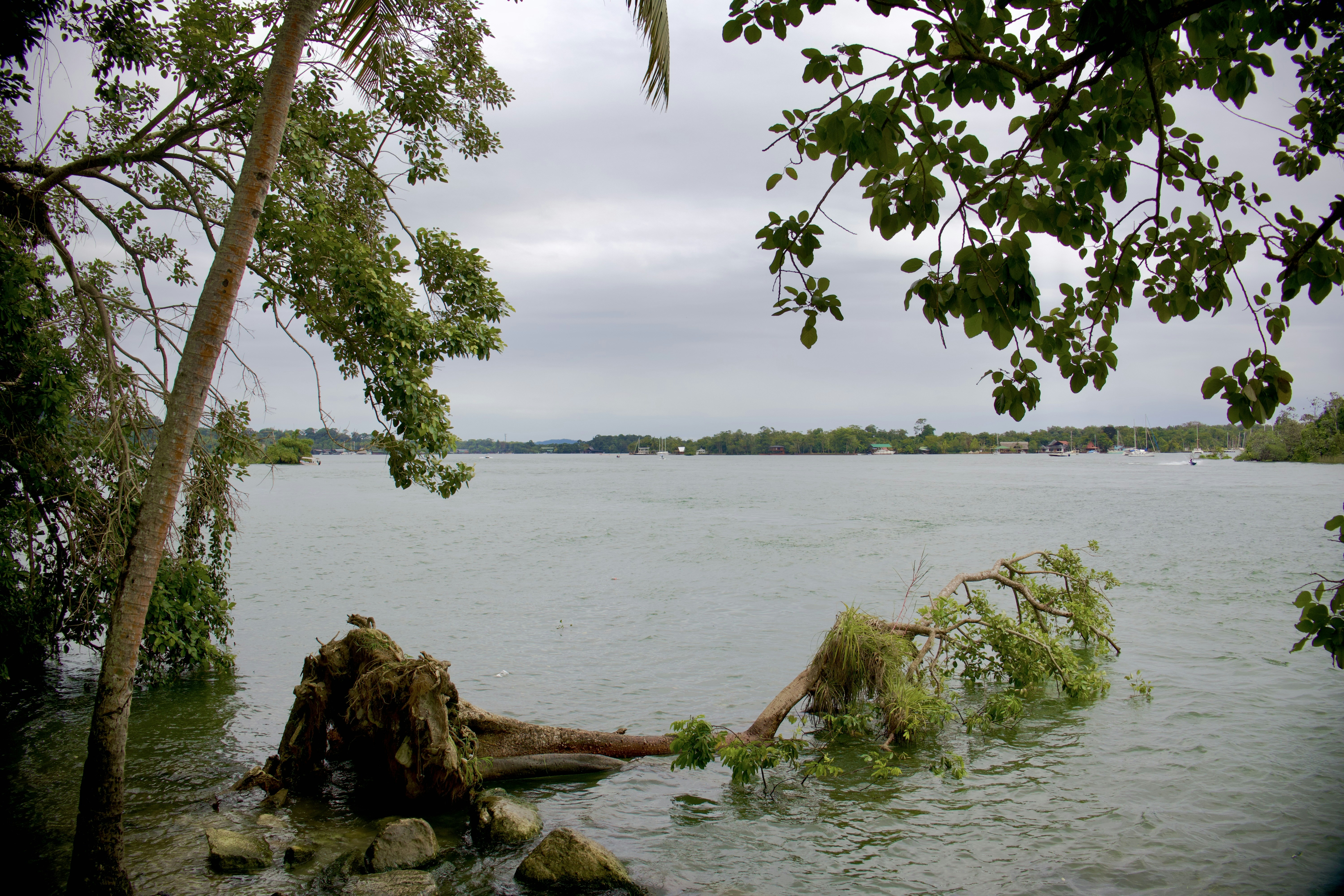 Lakeside Drift: Fallen Branches Reaching for the Quiet Water