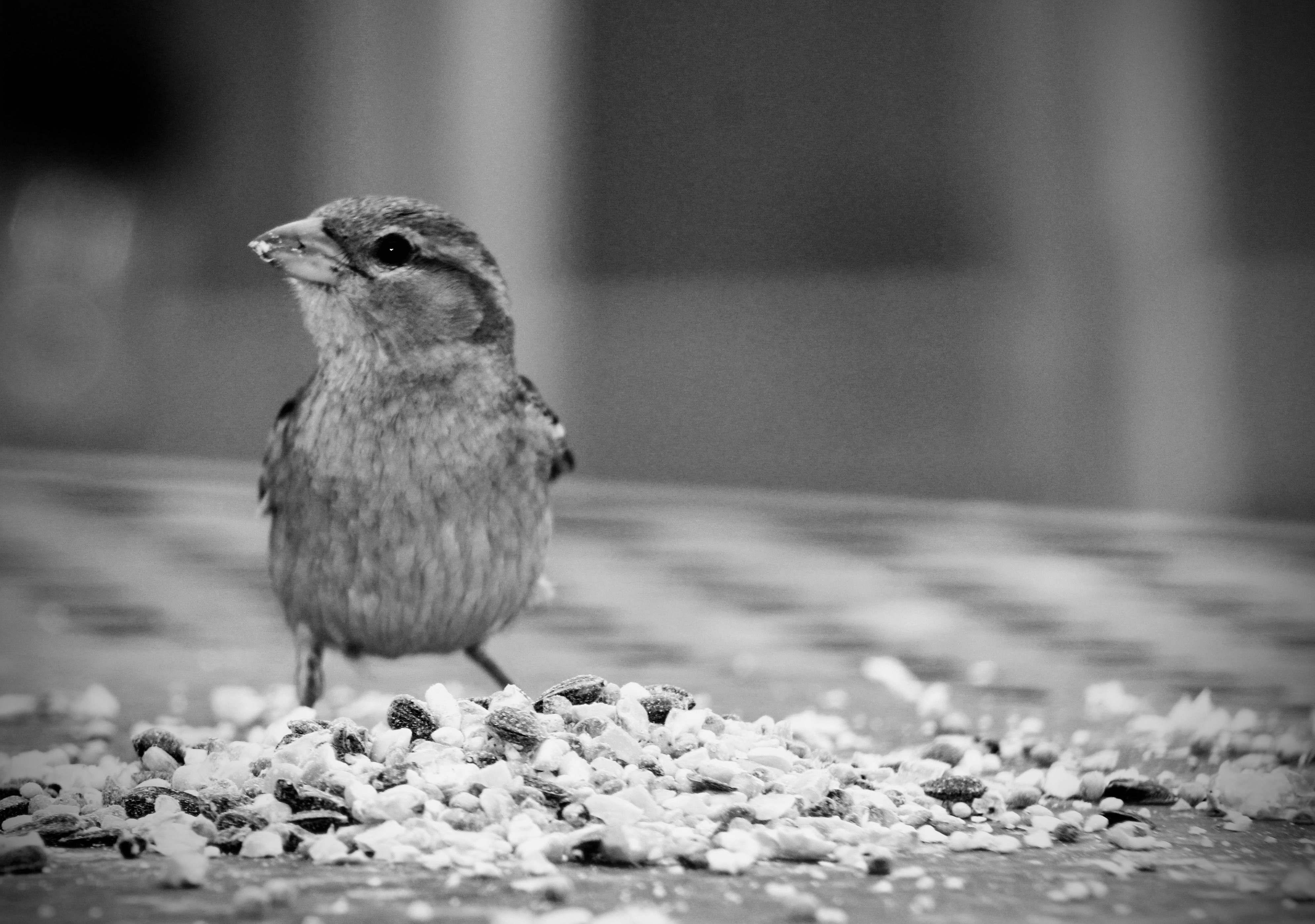 Curious Ground-Feeder Stare