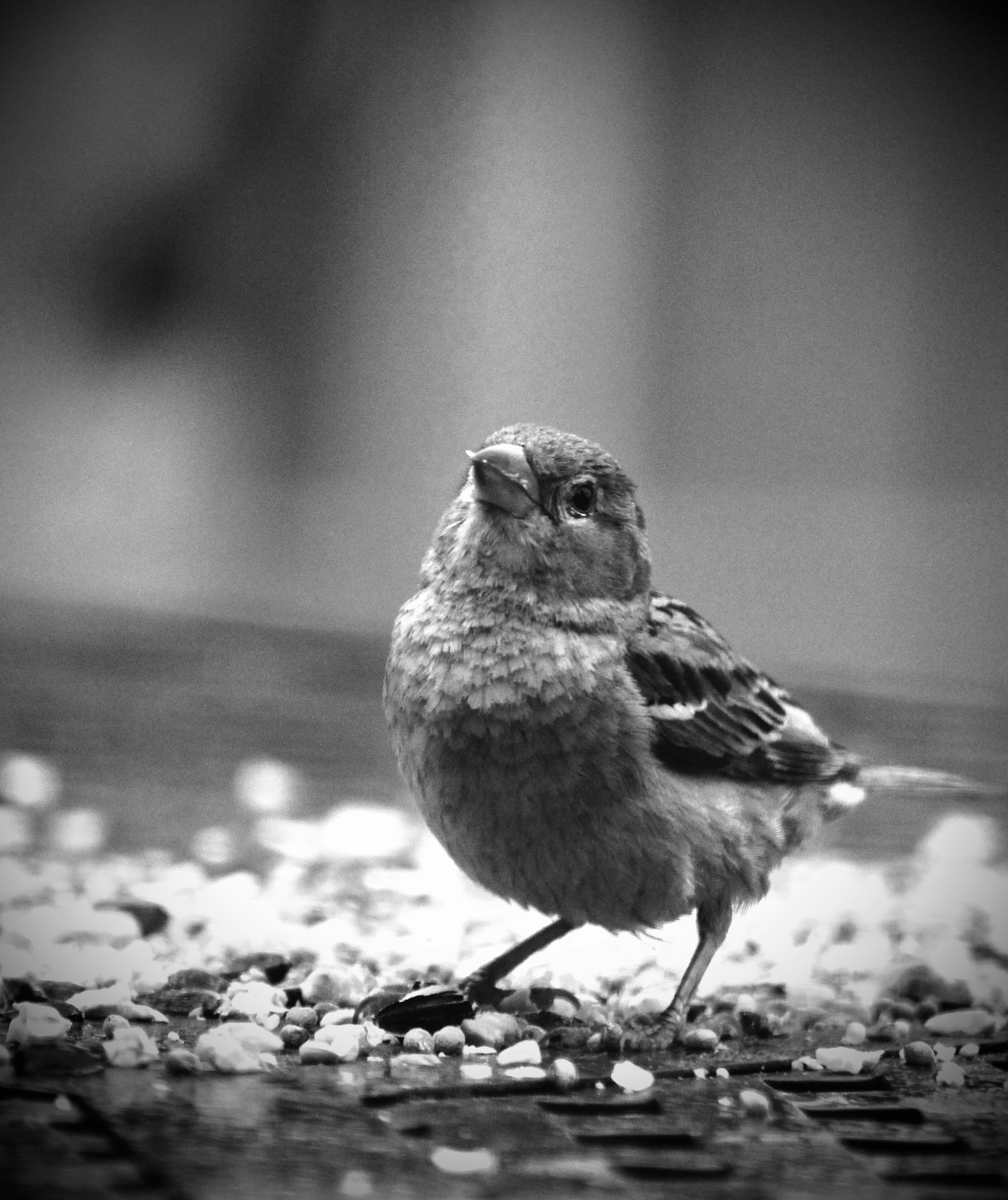 Curious Ground-Guest: The Little Sparrow on Pebble Ground