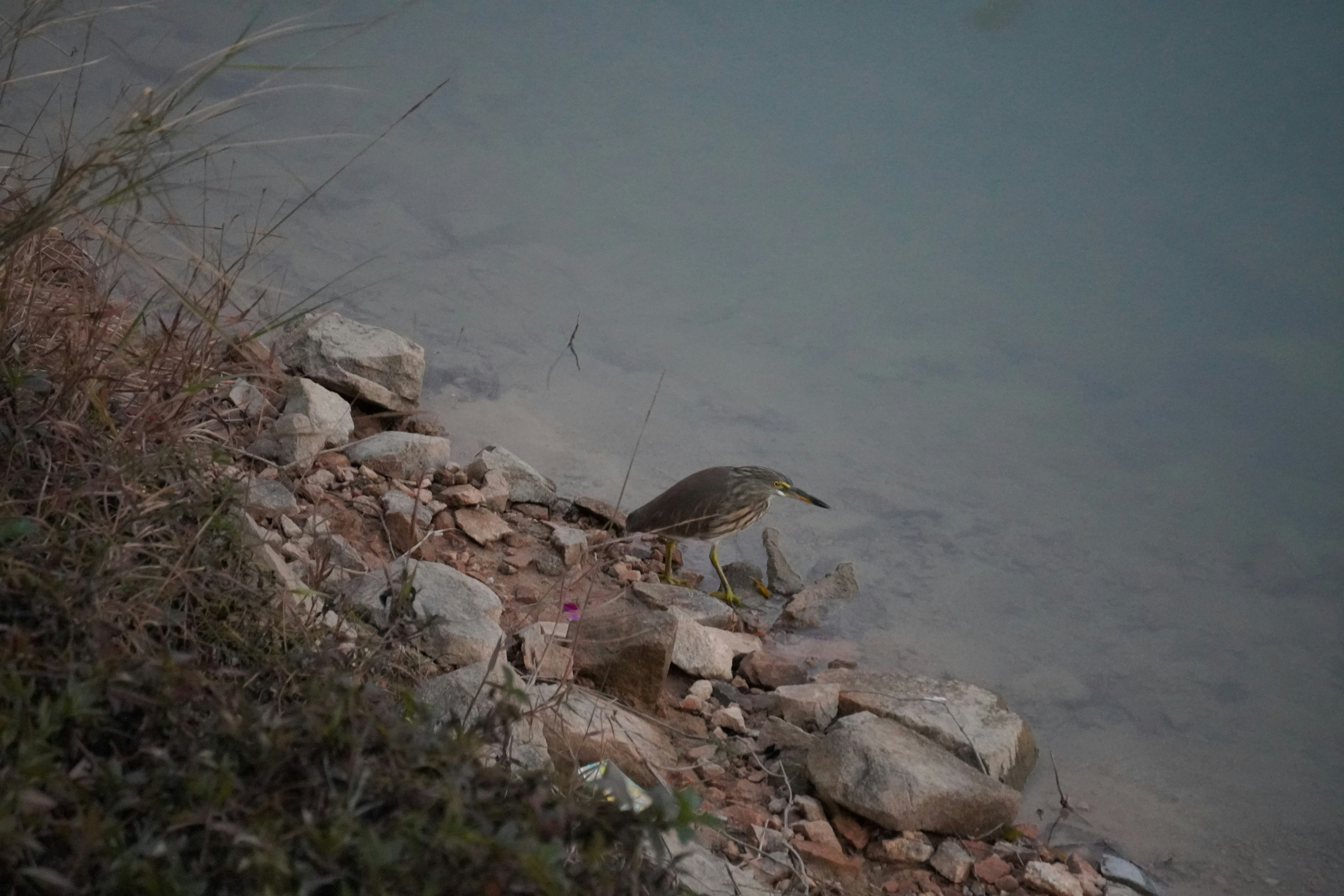 Ledger of the Shore: A Quiet Heron at Dusk