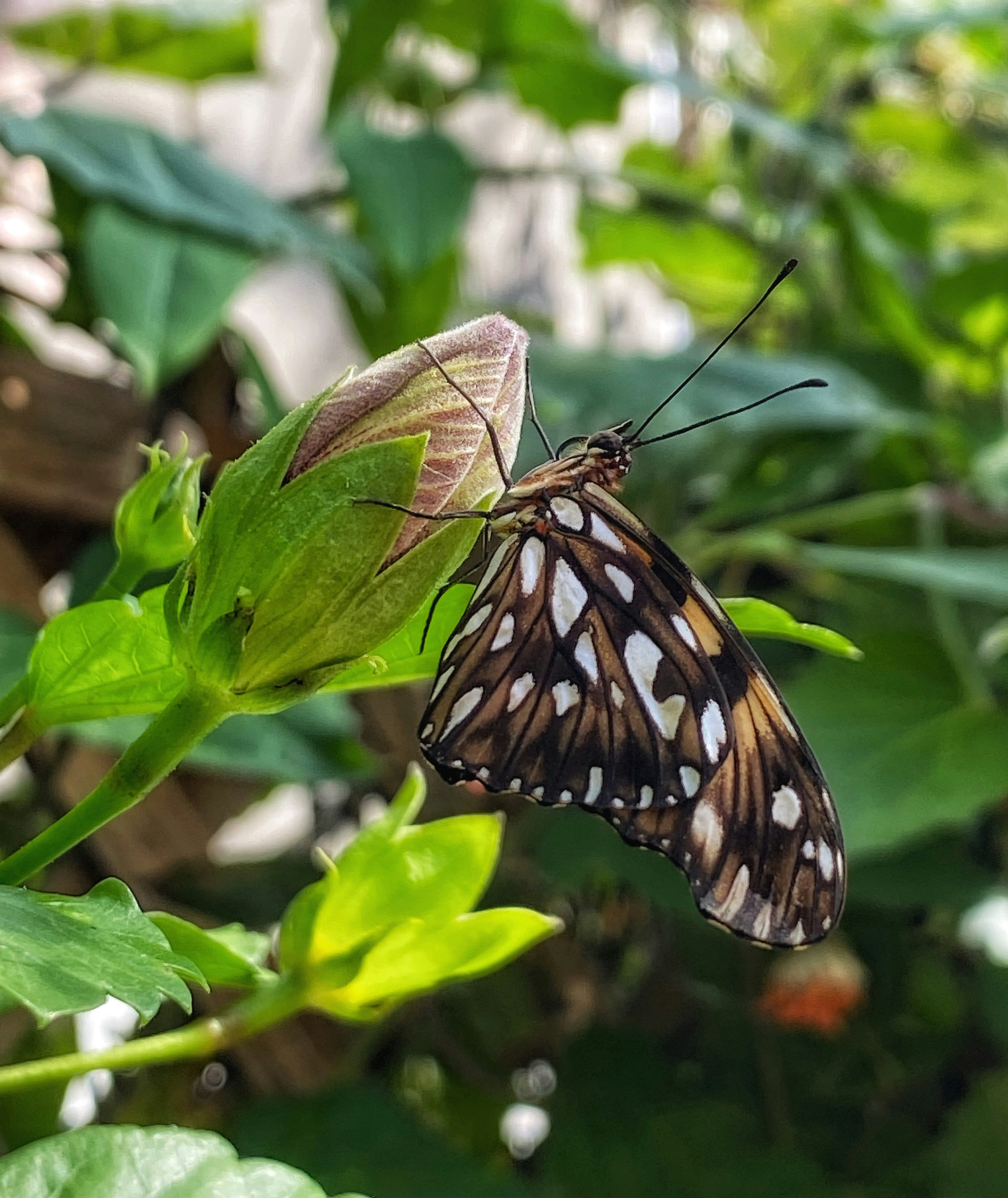Butterfly in Focus: A Spotted Monarch Perched on Green Petals