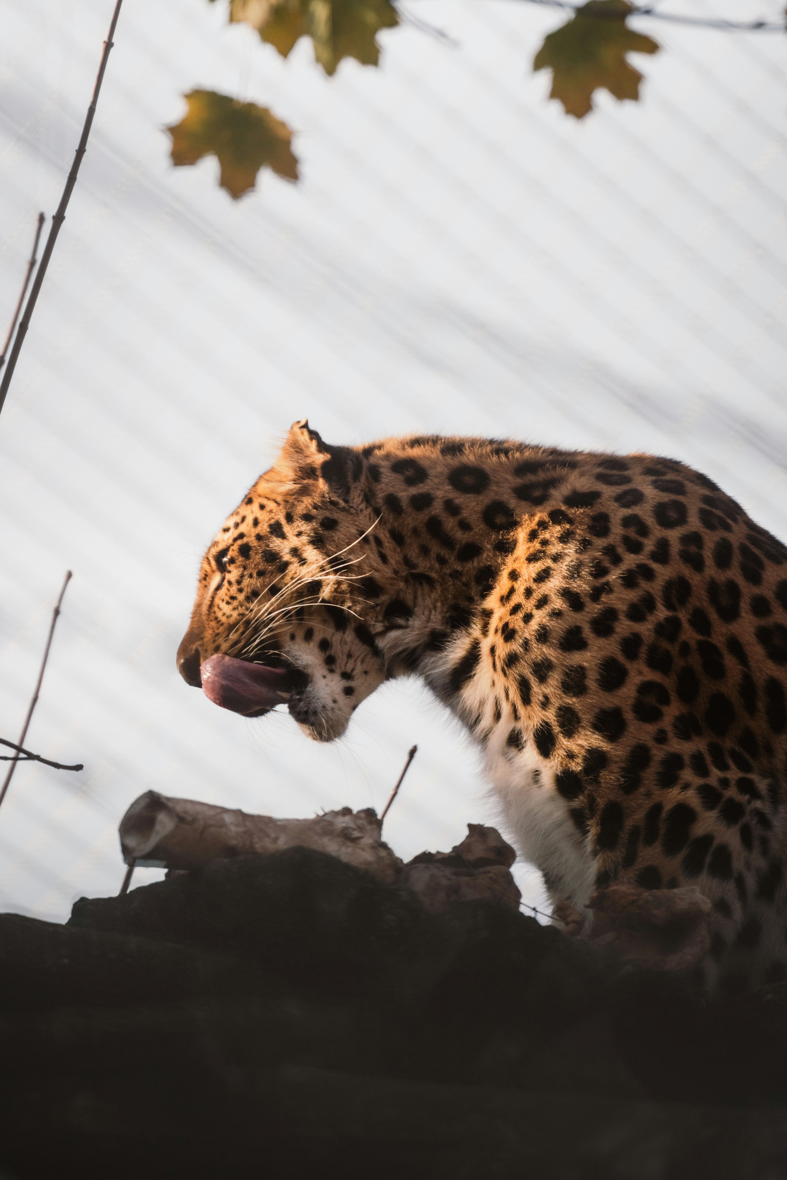 Leopard's Gaze Over the Cliff