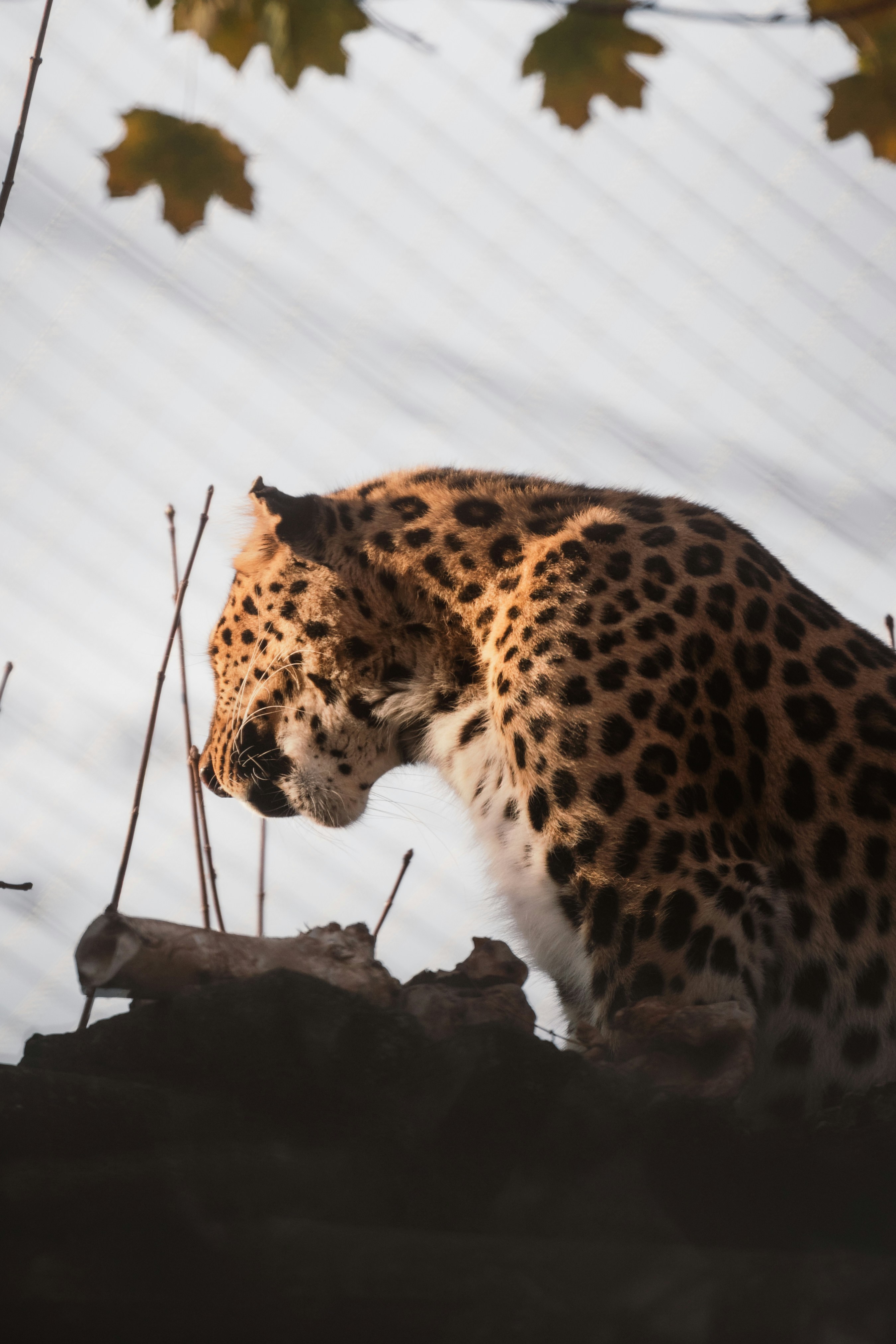 Leopard Scout by the Edge of Light