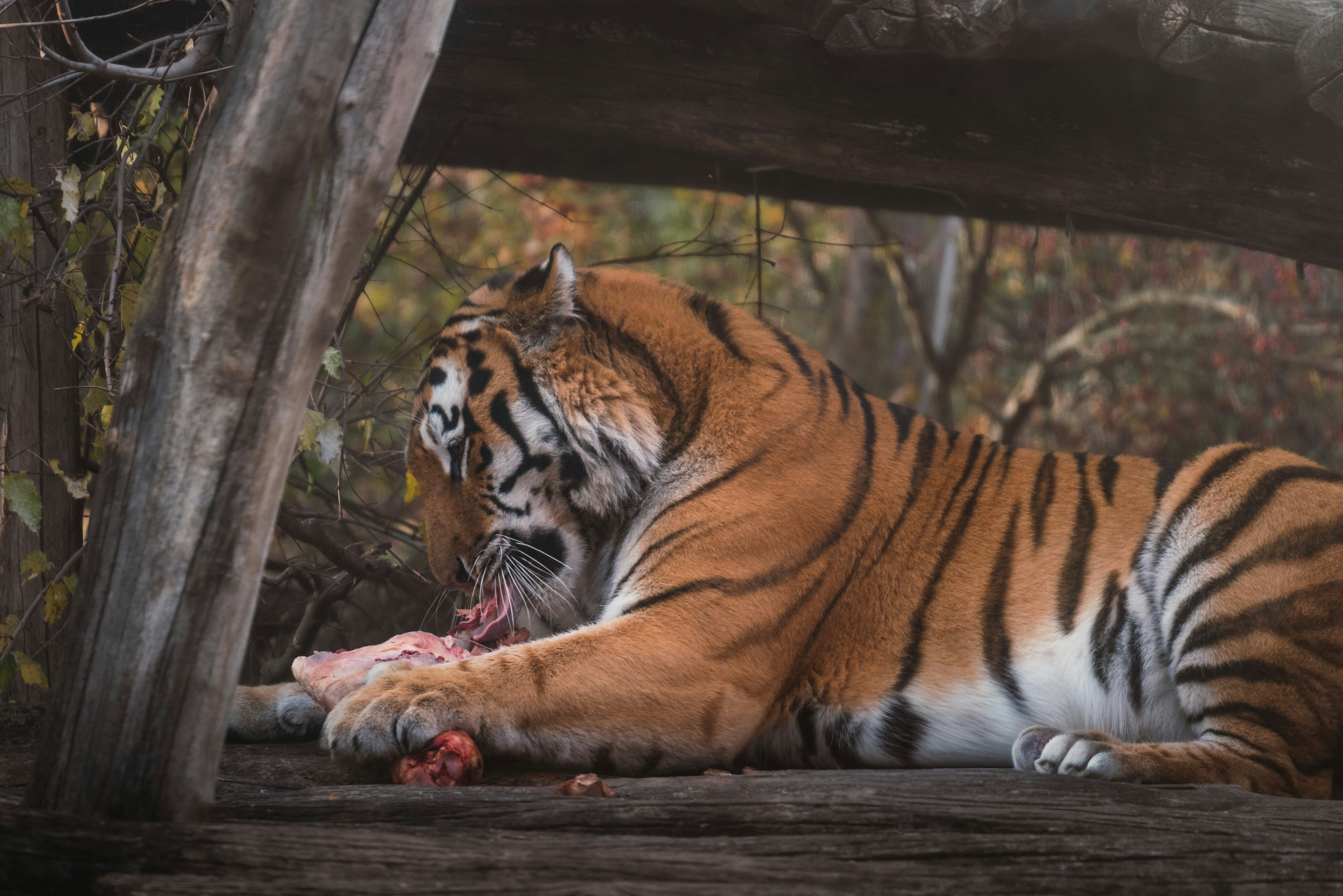 Tiger at Dusk: A Soothe of Feast under Weathered Planks