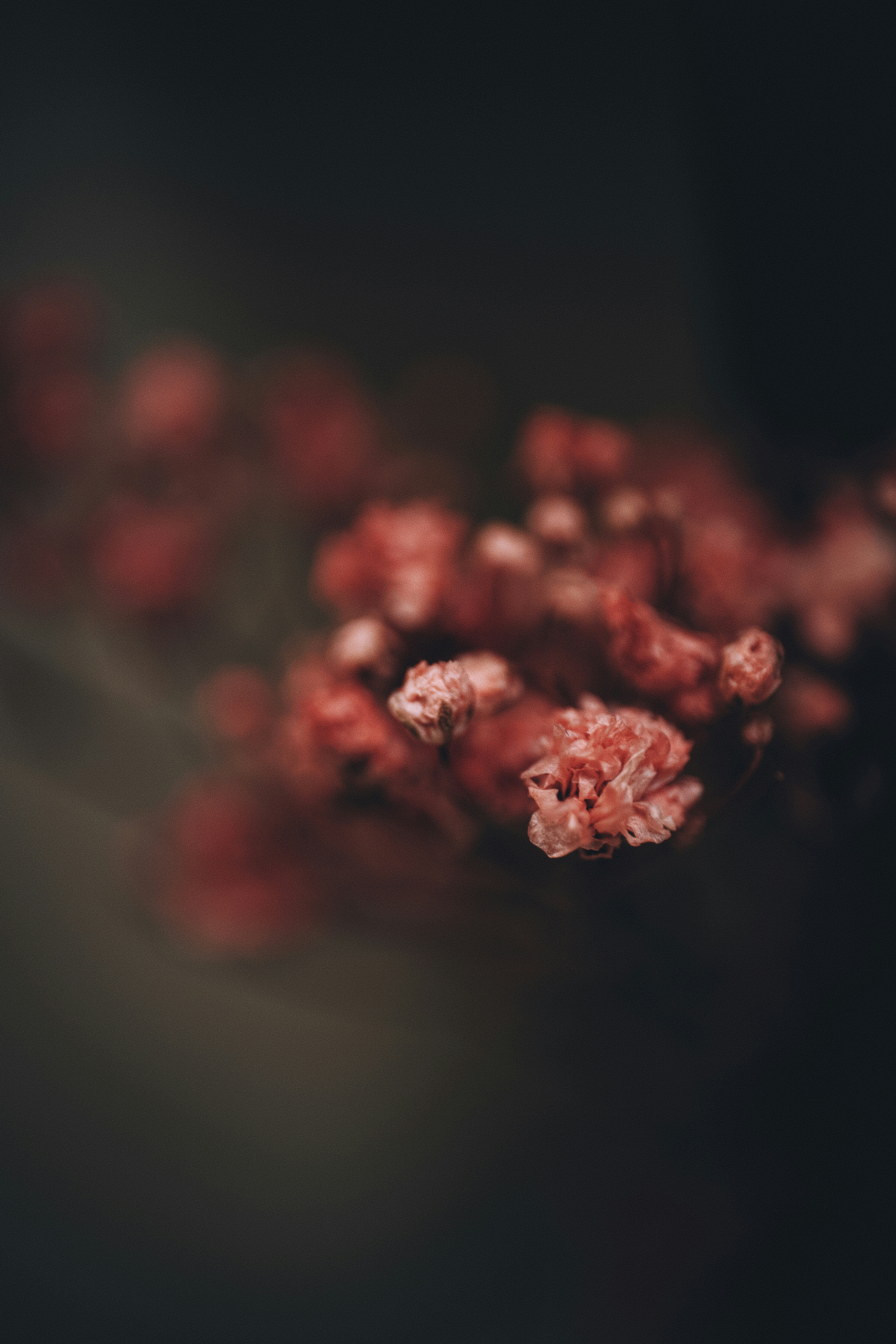 Crimson Bloom in Soft Focus: A Gentle Macro Moment