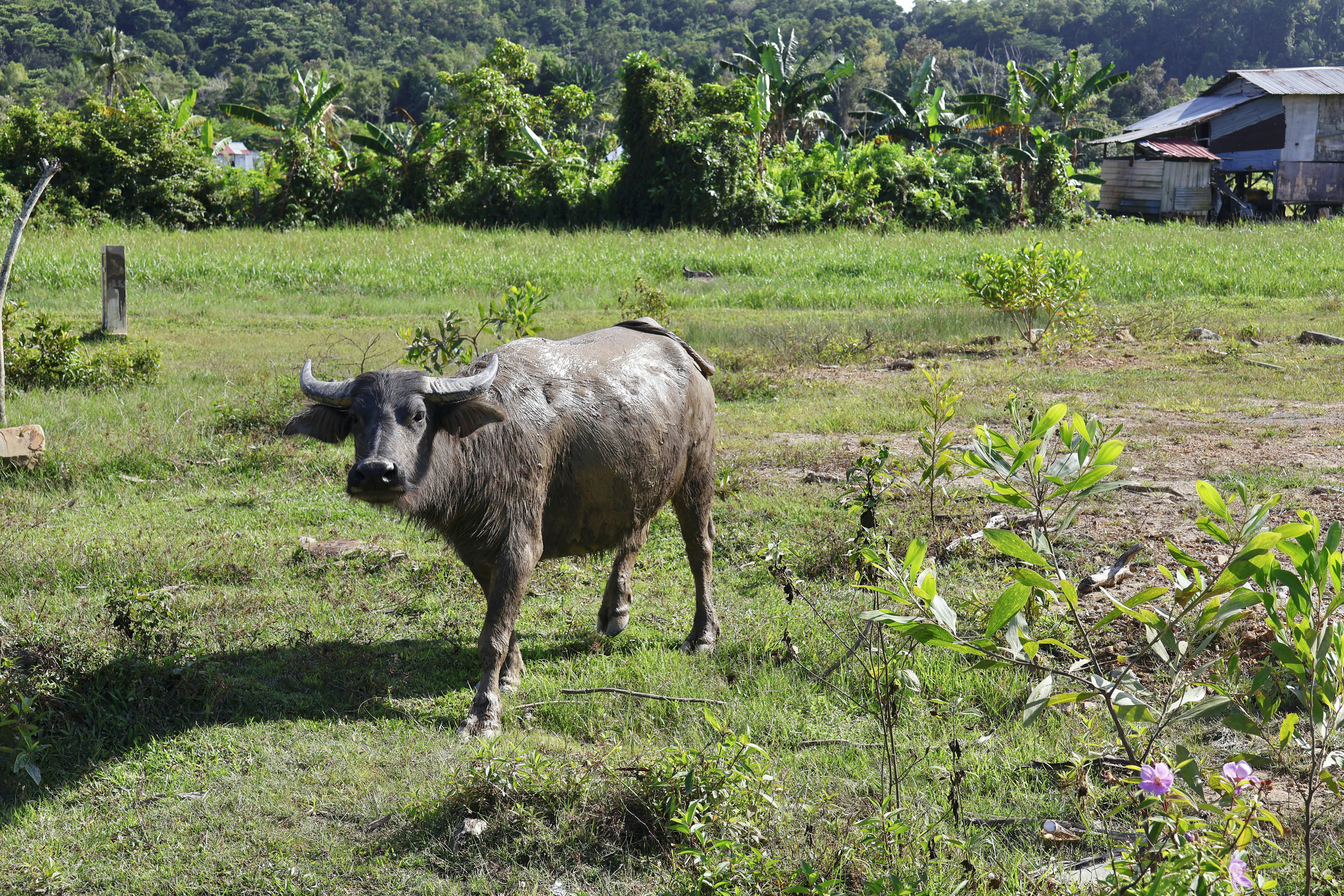 Pasture Sentinel: A Highland Buffalo in Clear Rural Light