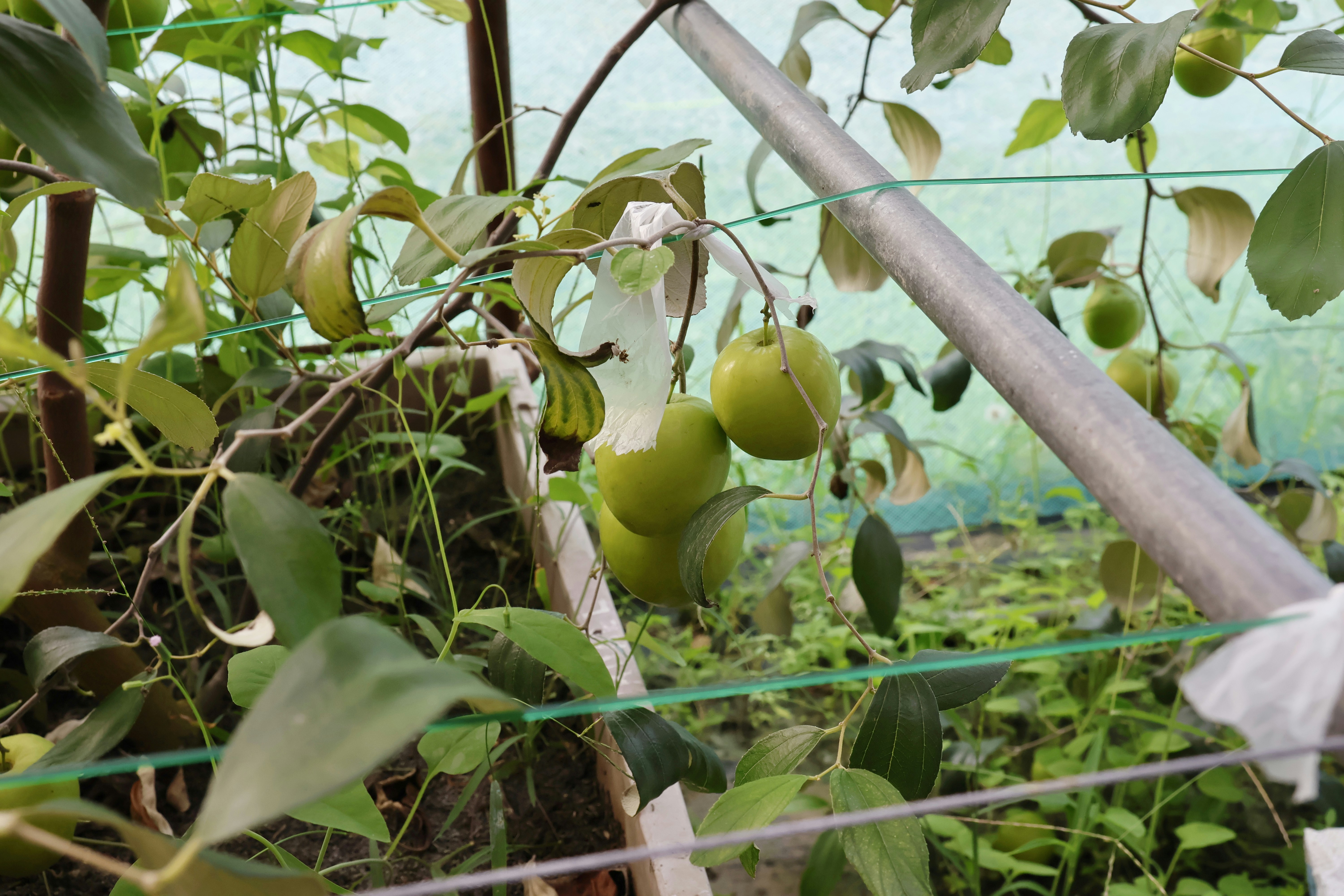 Green fruit cluster under garden trellis
