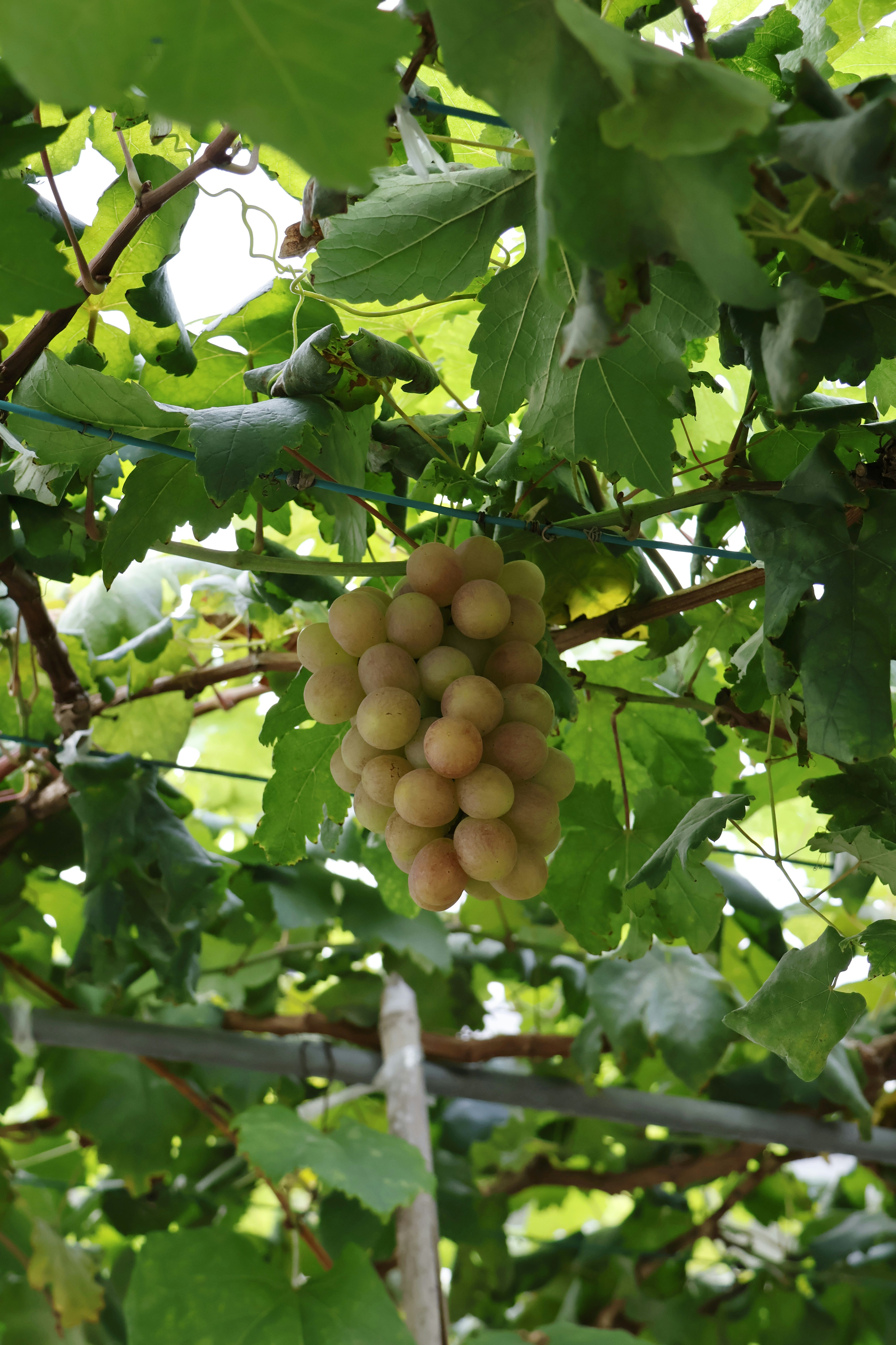 Cluster of Grapes Under Lush Green Canopy