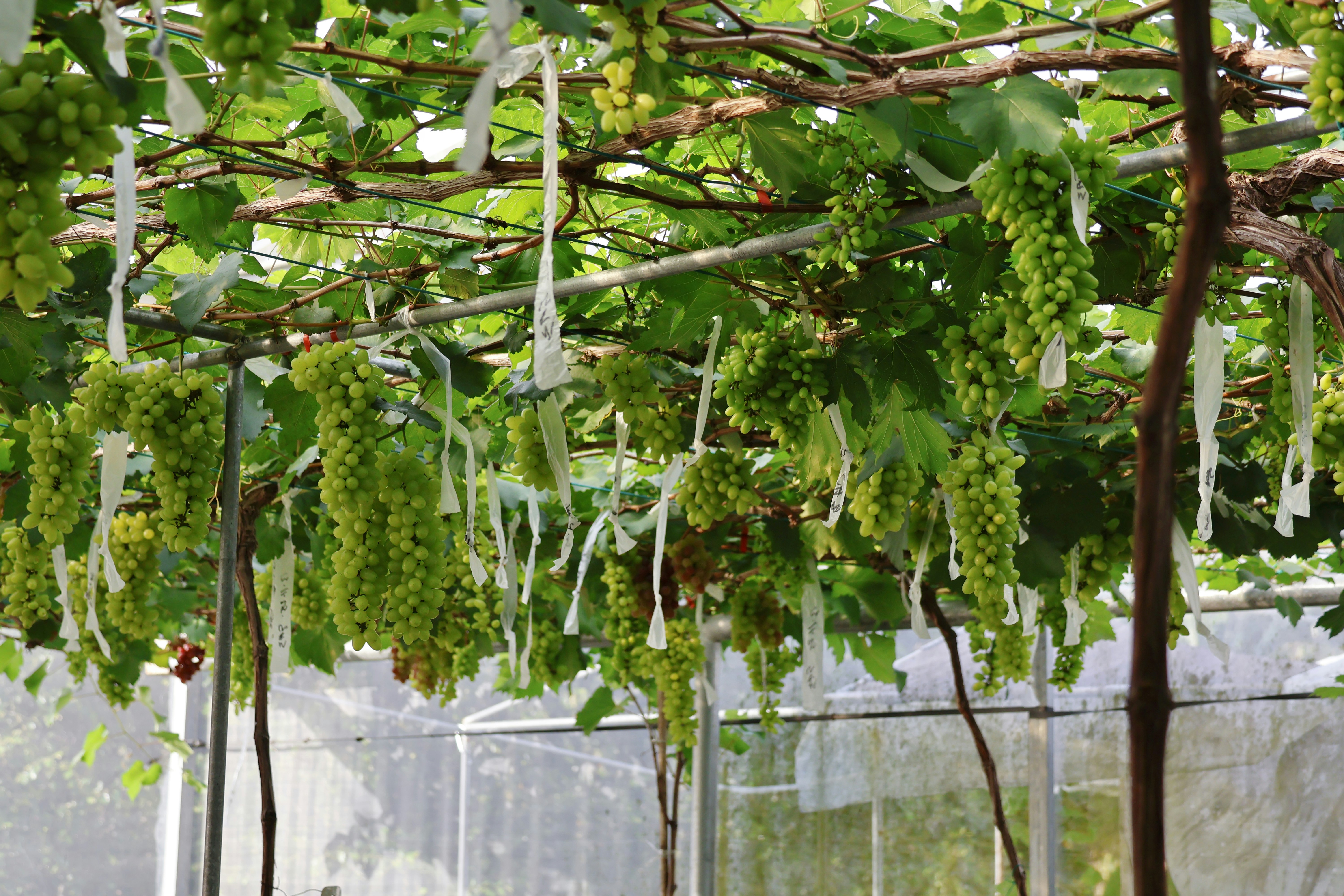 Green grape clusters under trellised canopy