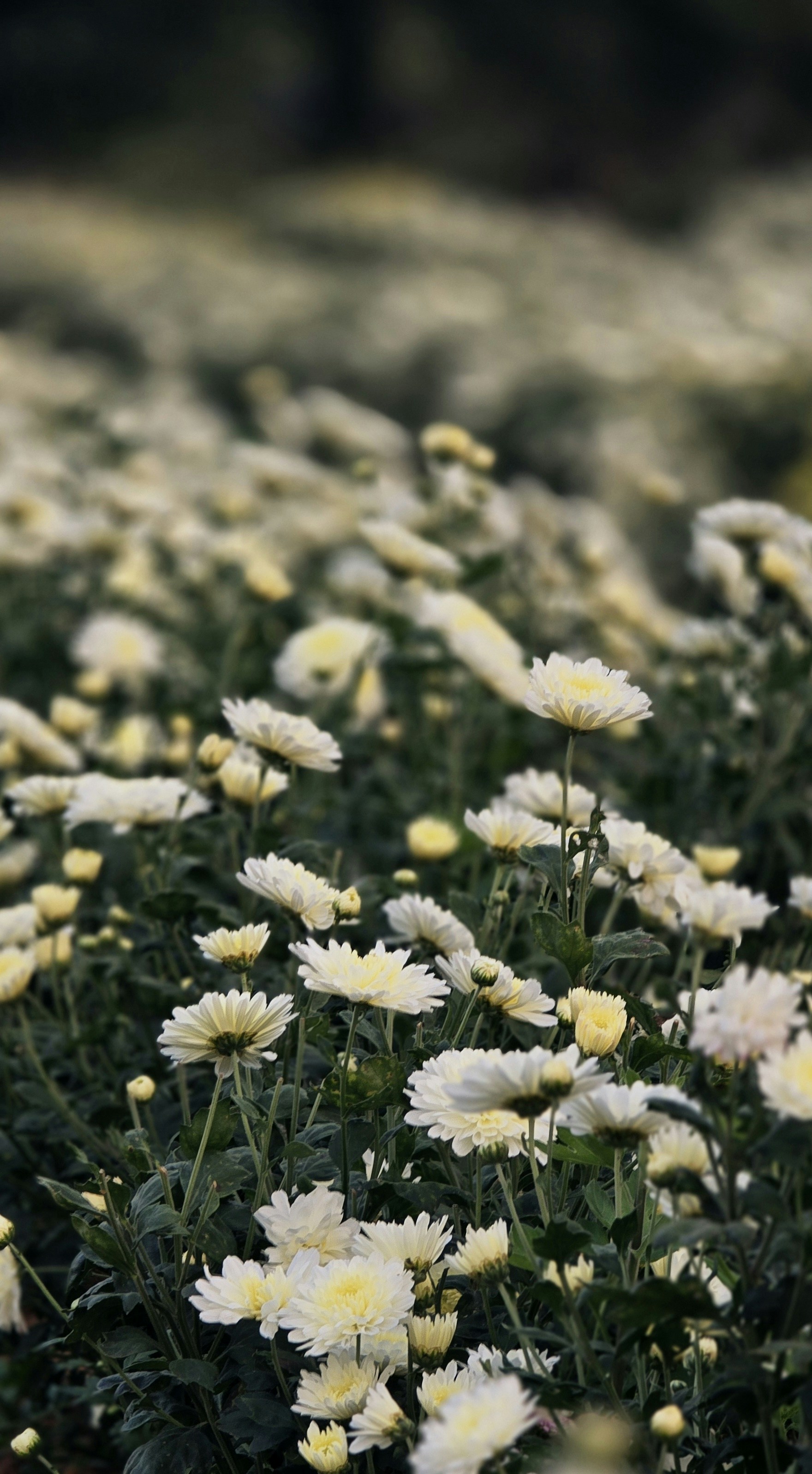 Feld mit blühenden weißen Chrysanthemen Foto – Kostenloses Bild zum ...