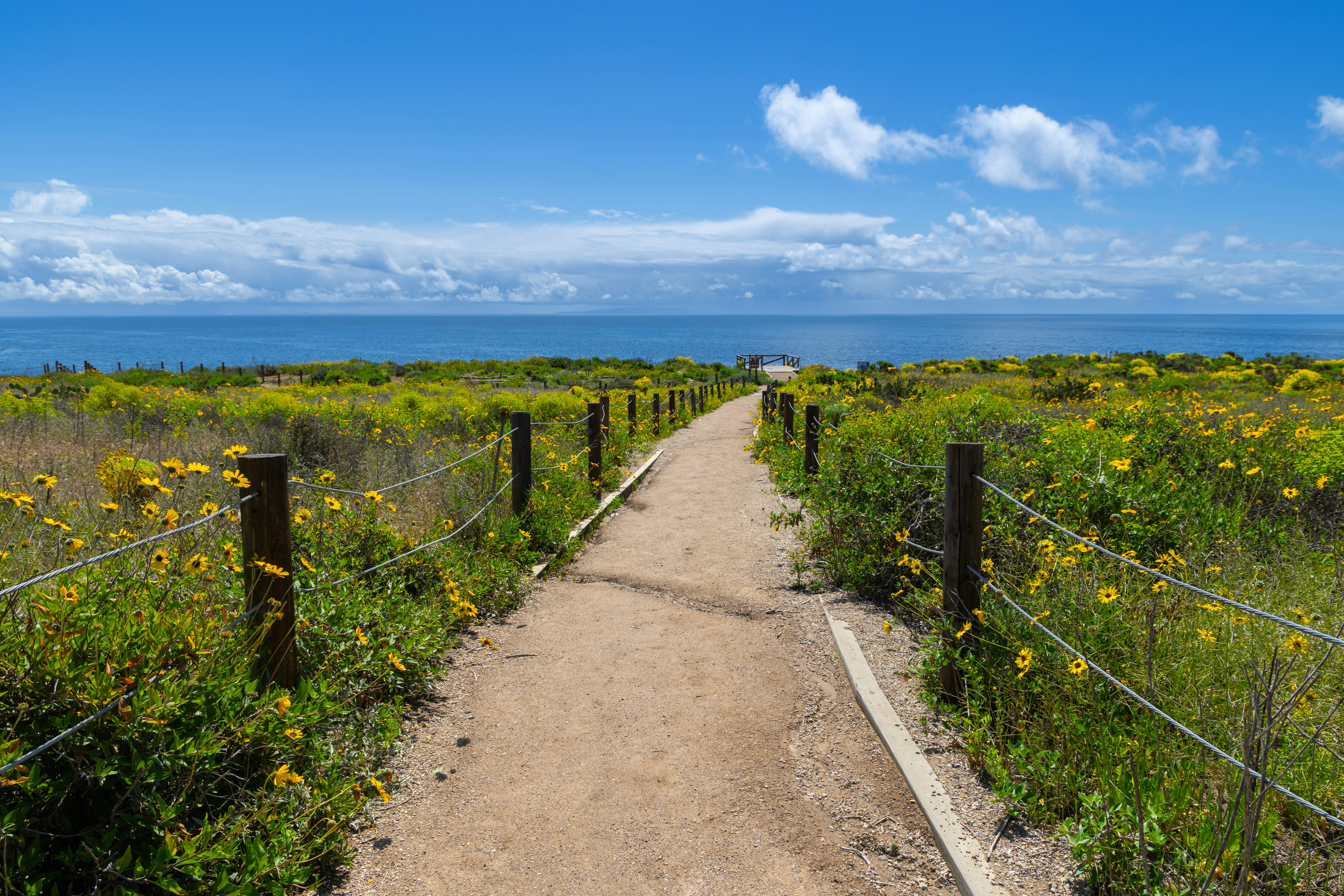 Coastal Path Through Sunlit Wildflower Corridor