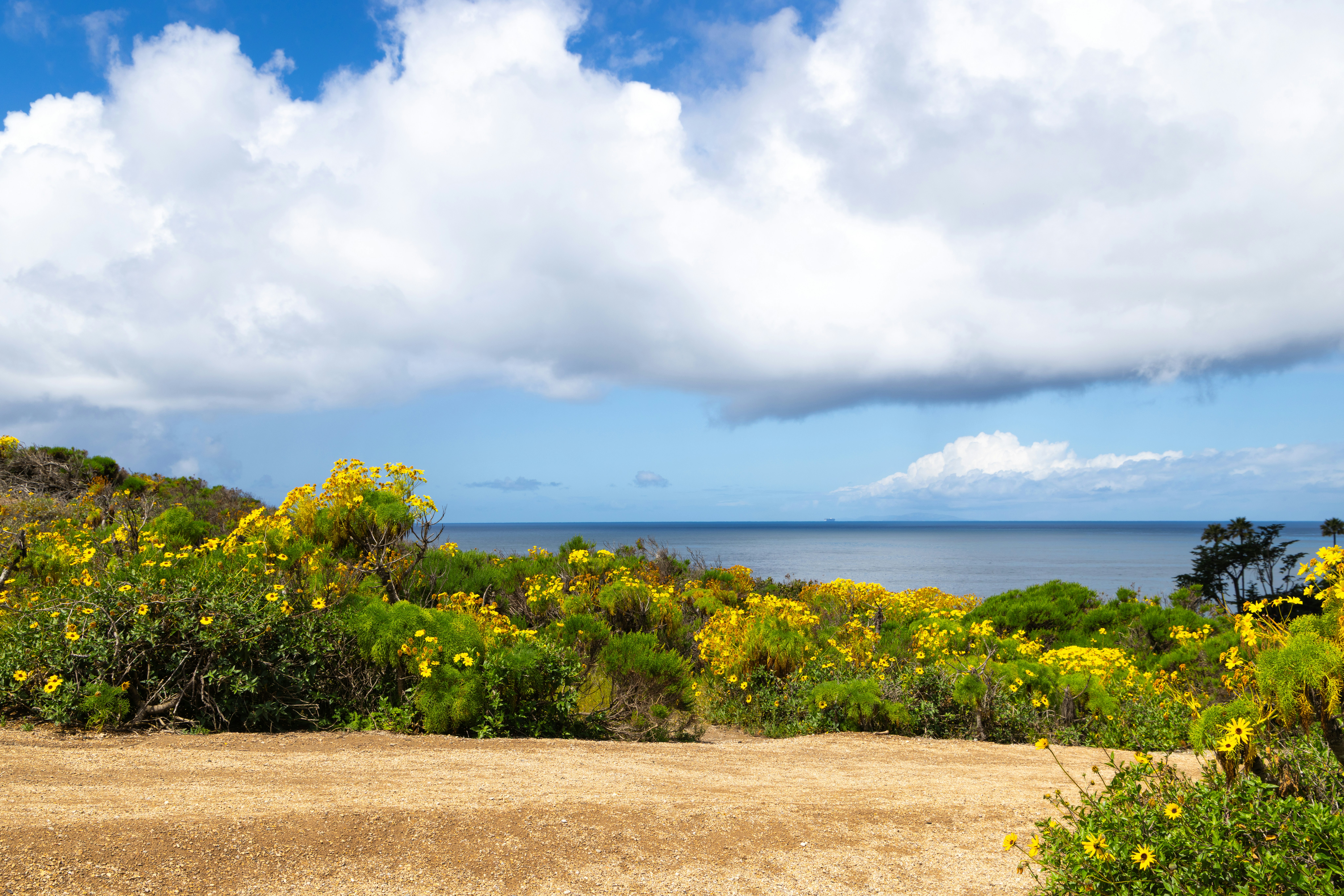 Coastal Wildflower Bloom at Distant Horizon