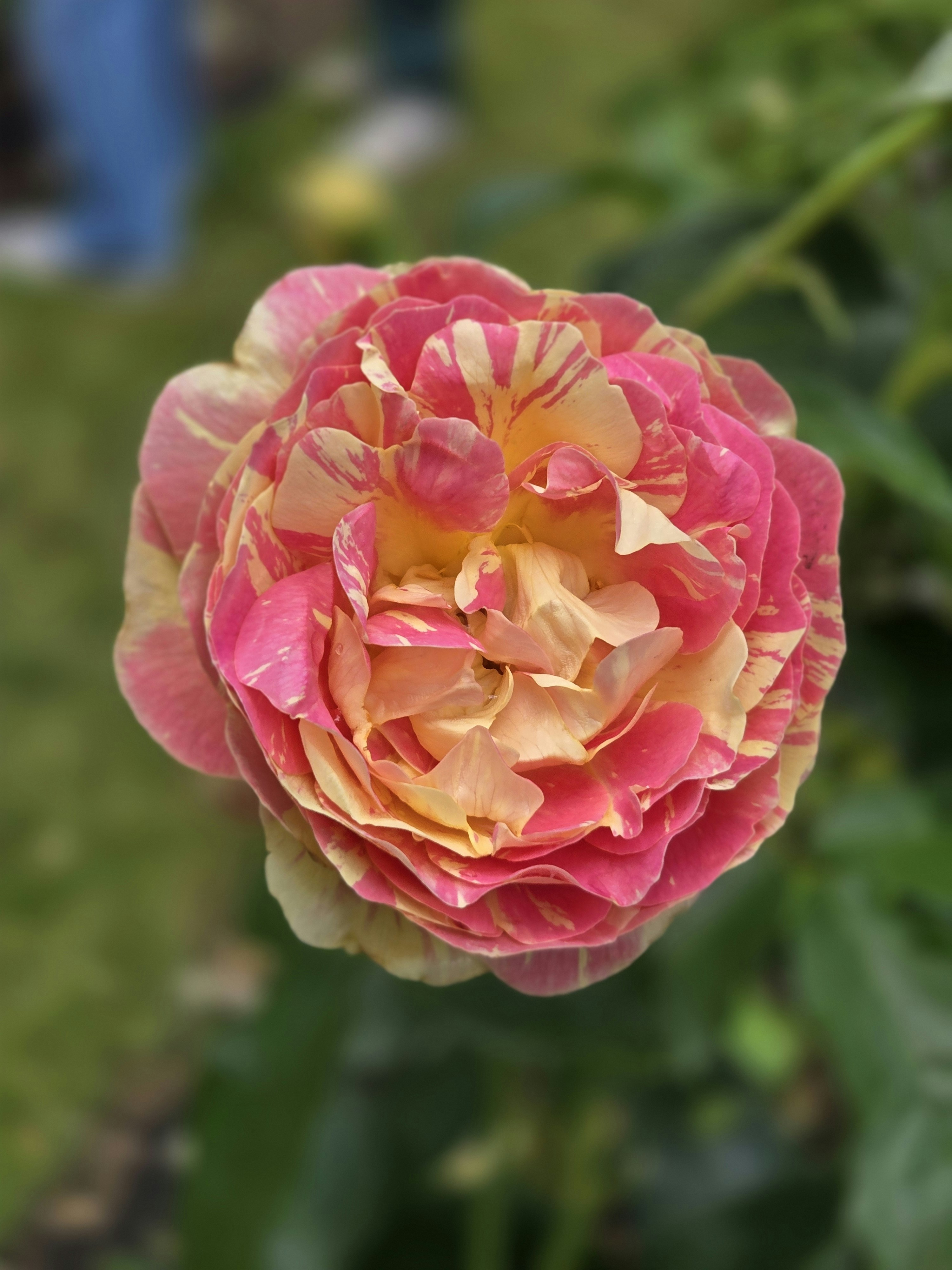 Pink-cream Garden Bloom: A Rosy Double-Tone Rose in Focus