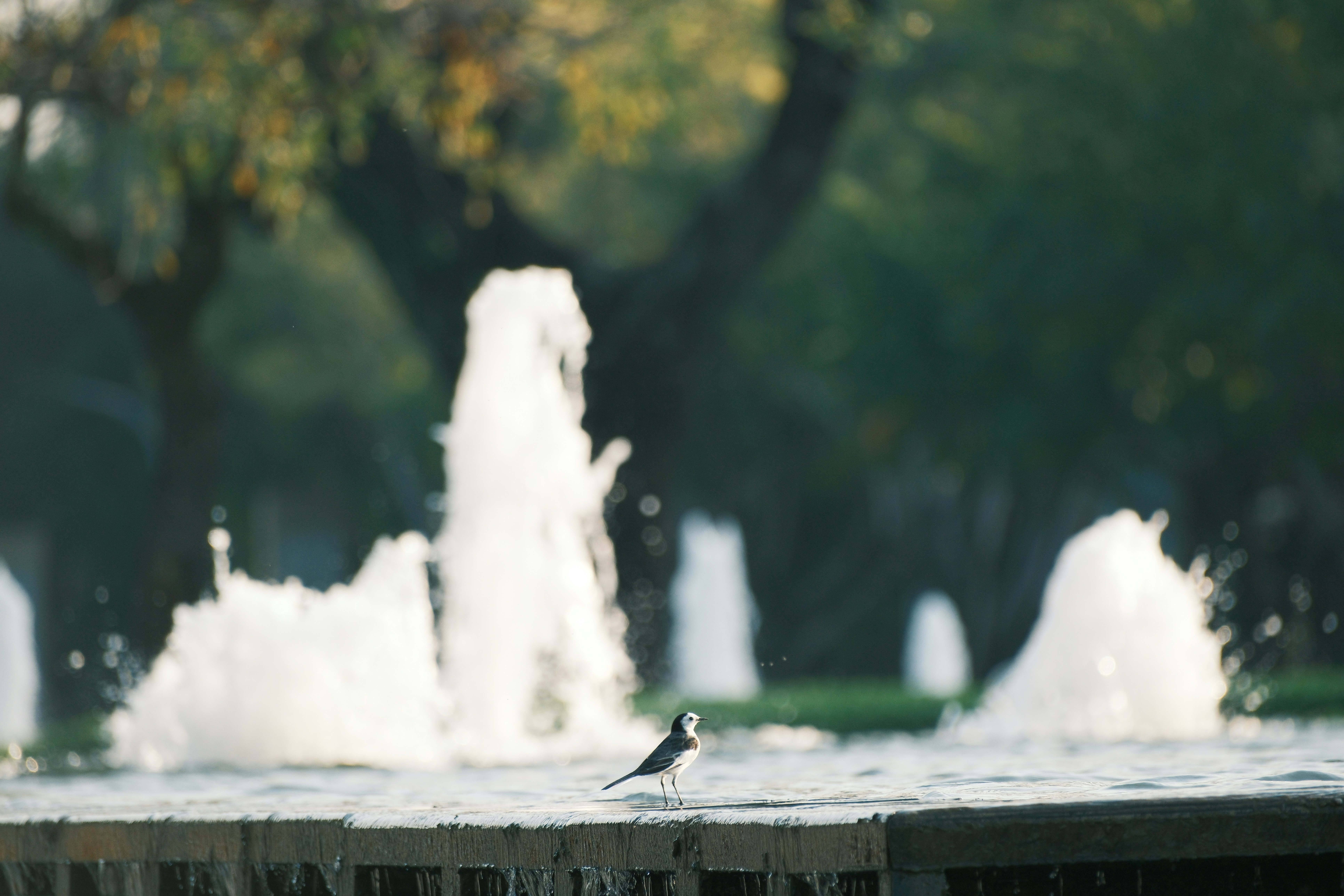 Bird at the Edge: A Quiet Moment by the Fountain