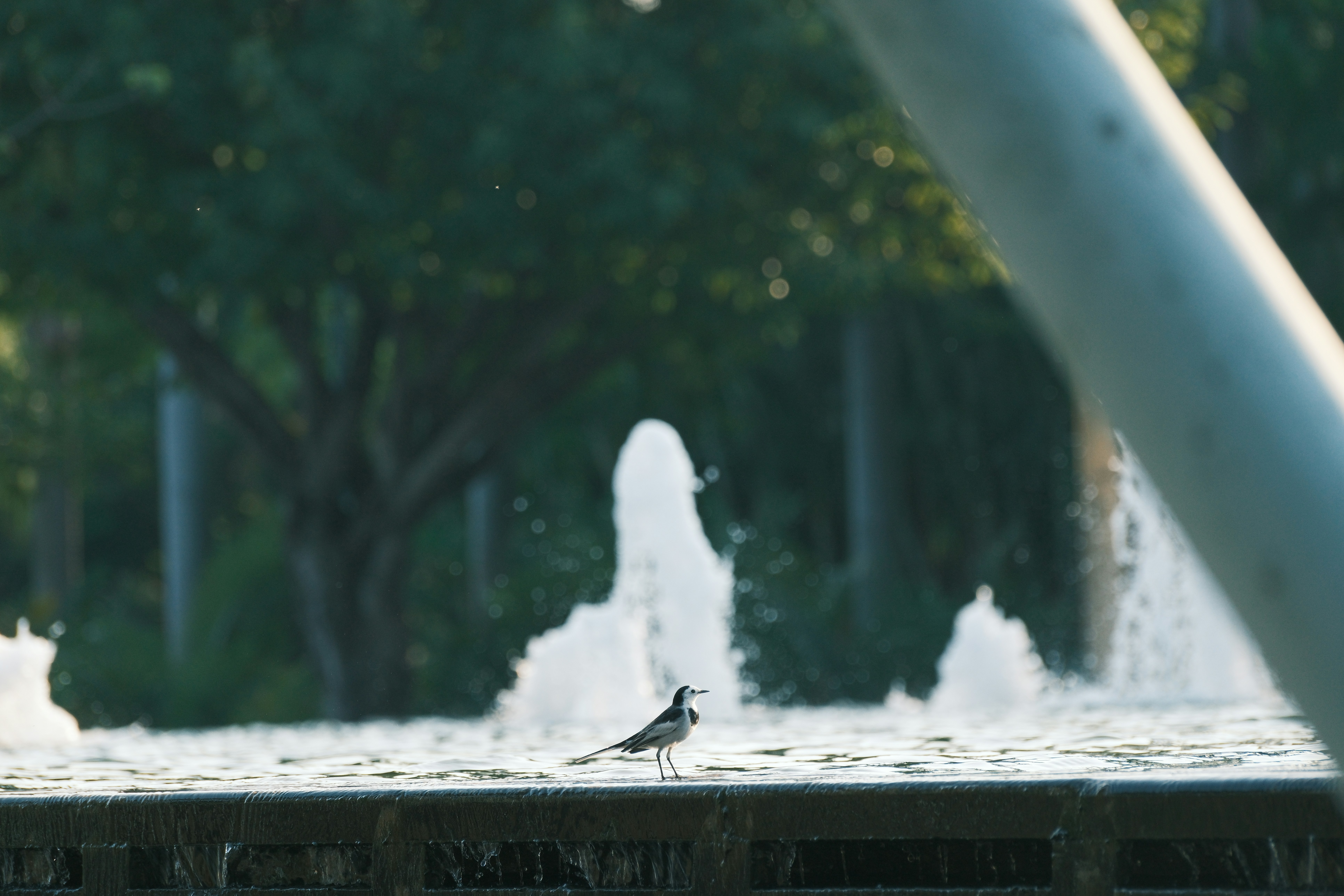 Bird on the Fountain Edge: Subtle Life Amid Water and Steel
