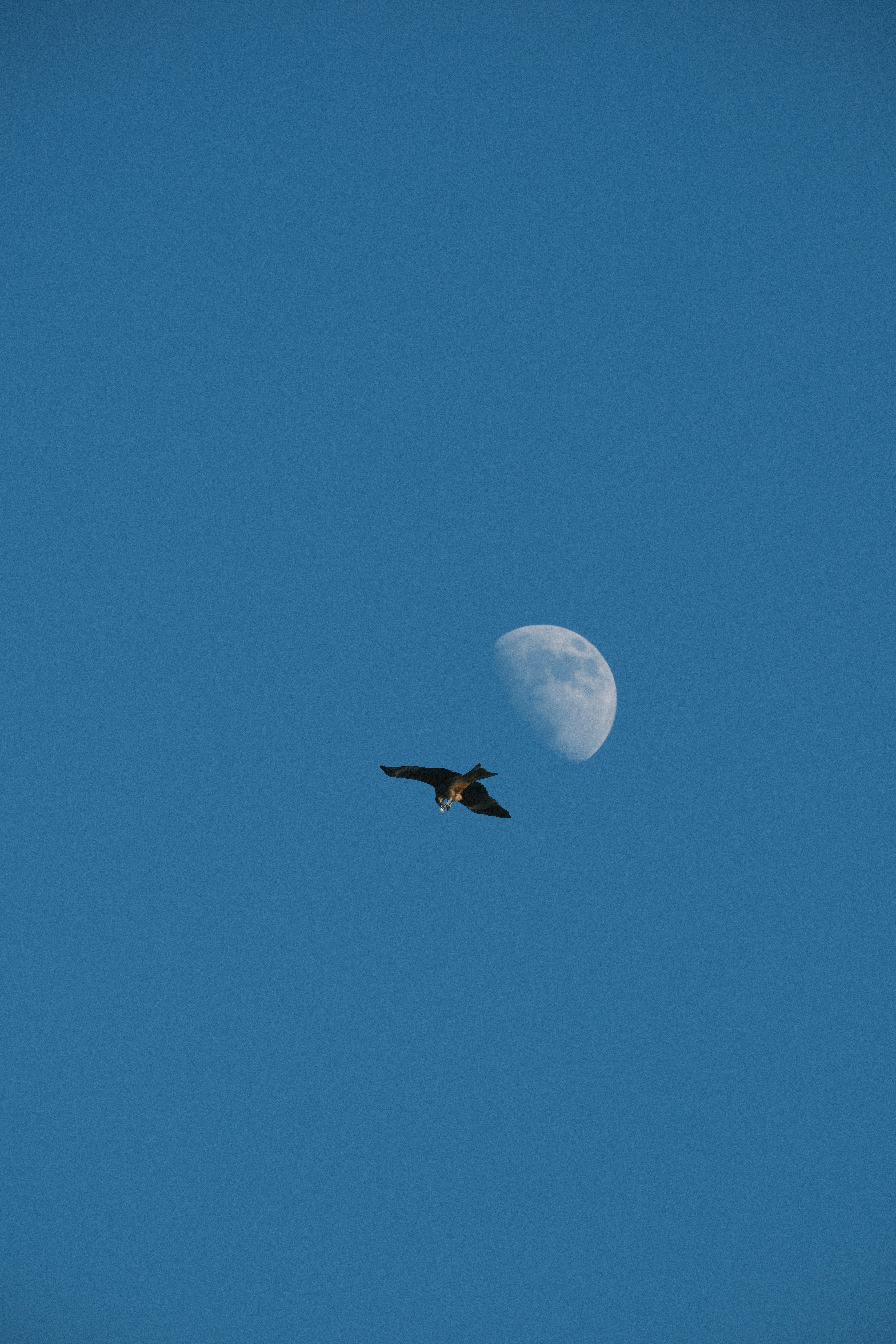 Soaring Focus: Airline of the Moonlit Sky