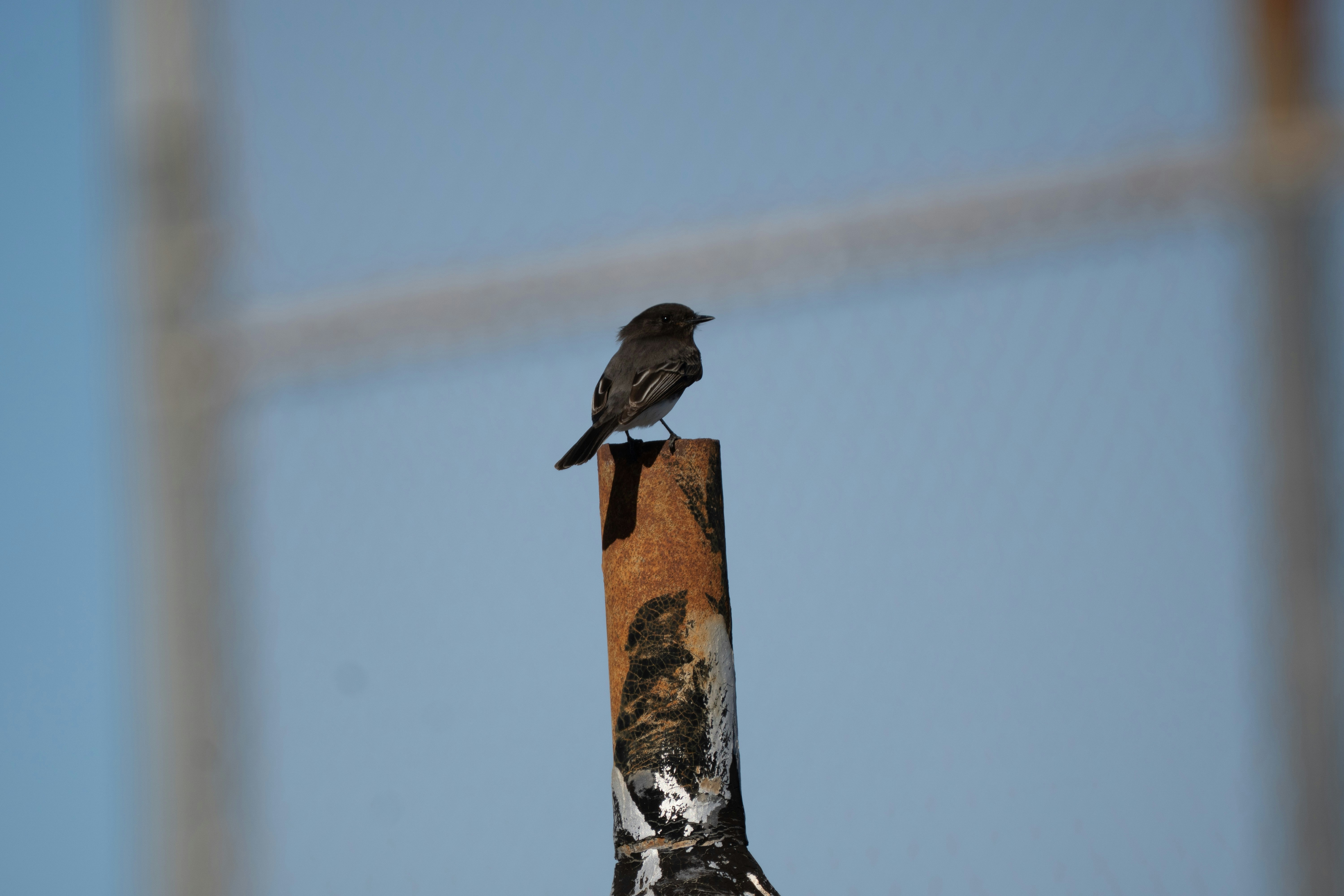 Black Phoebe on rusty post