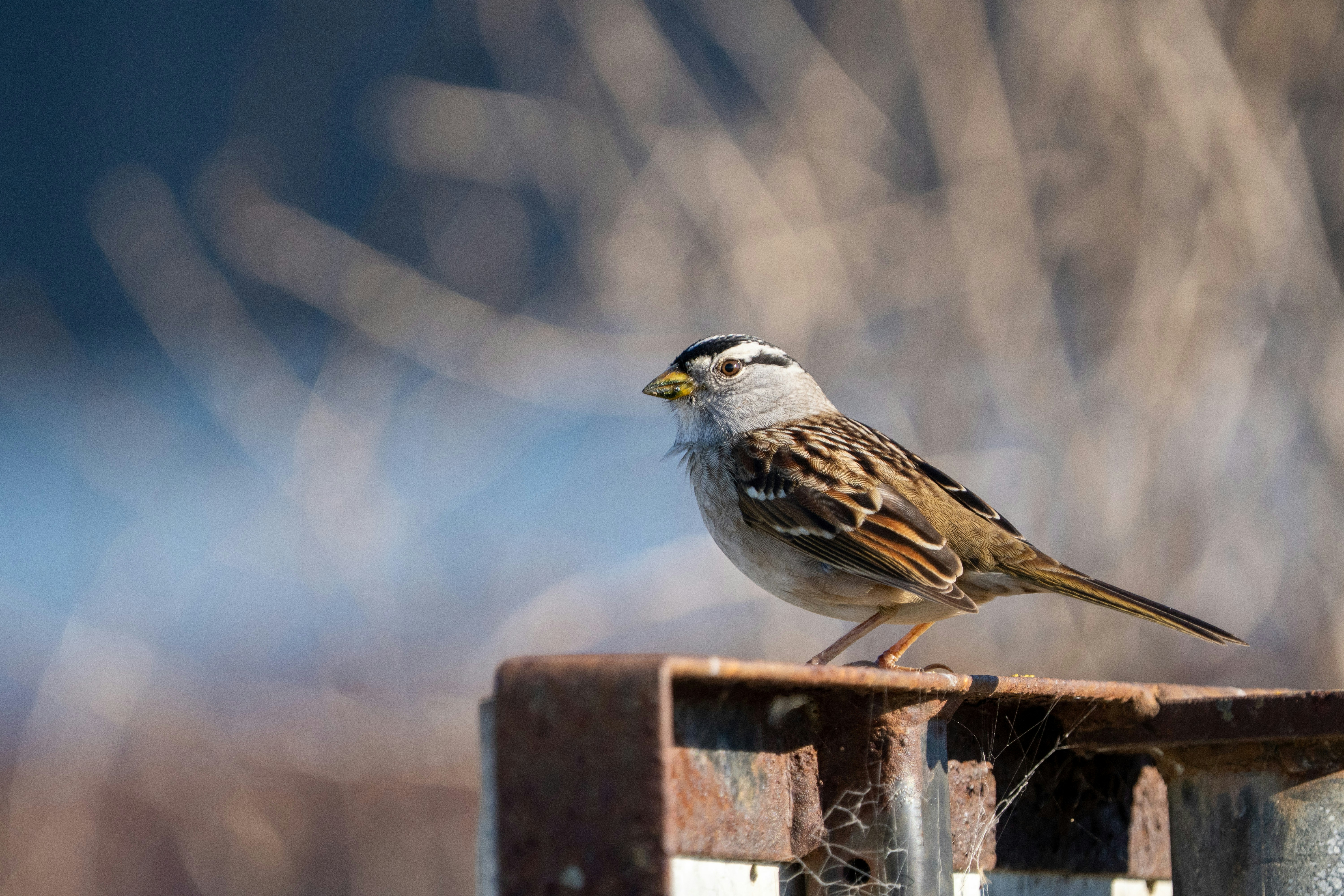 Perched on Rusted Grid: A Sparrow’s Moment of Calm