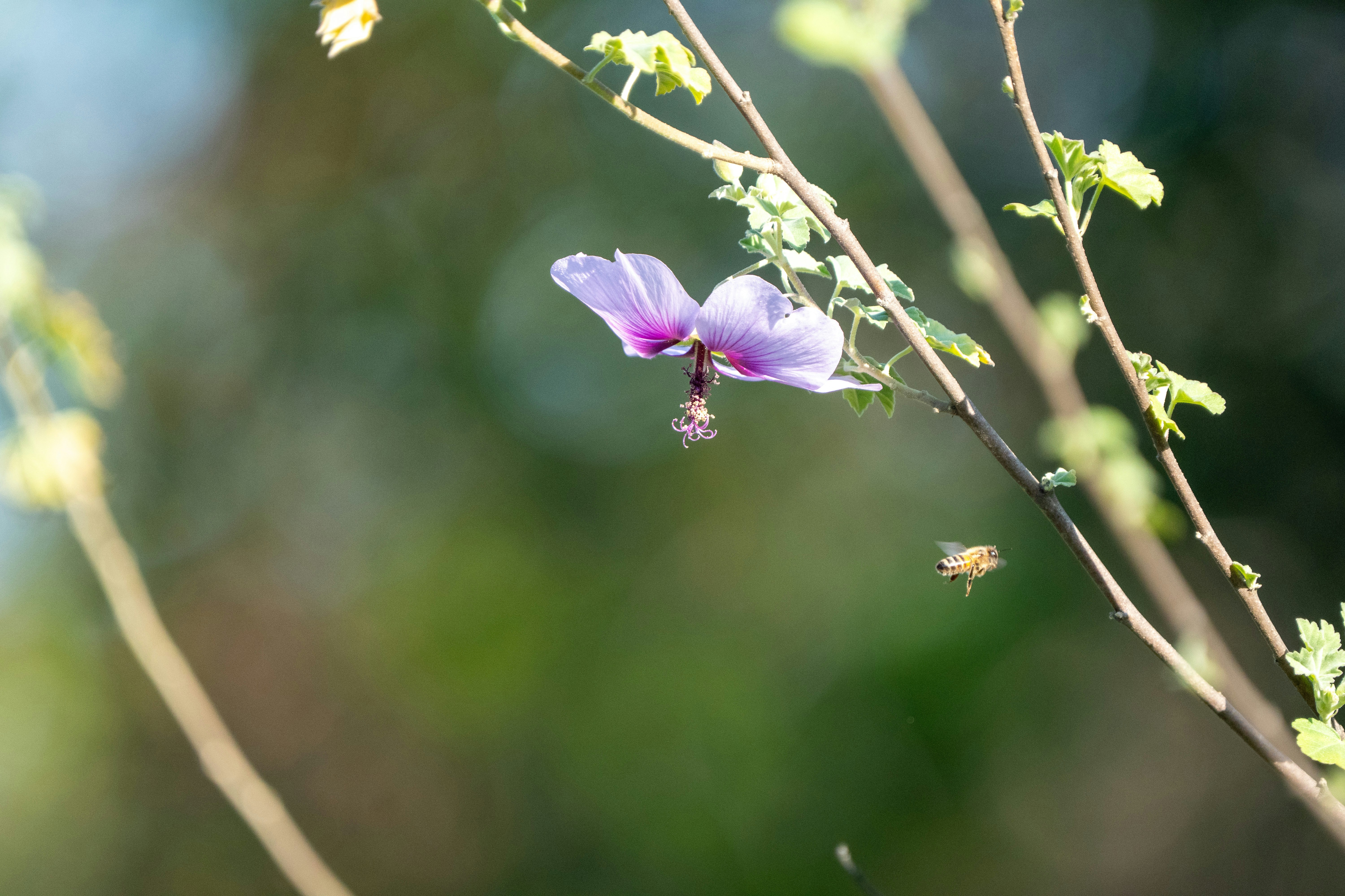 Lavender Bloom on a Quiet Branch with a Hovering Insect