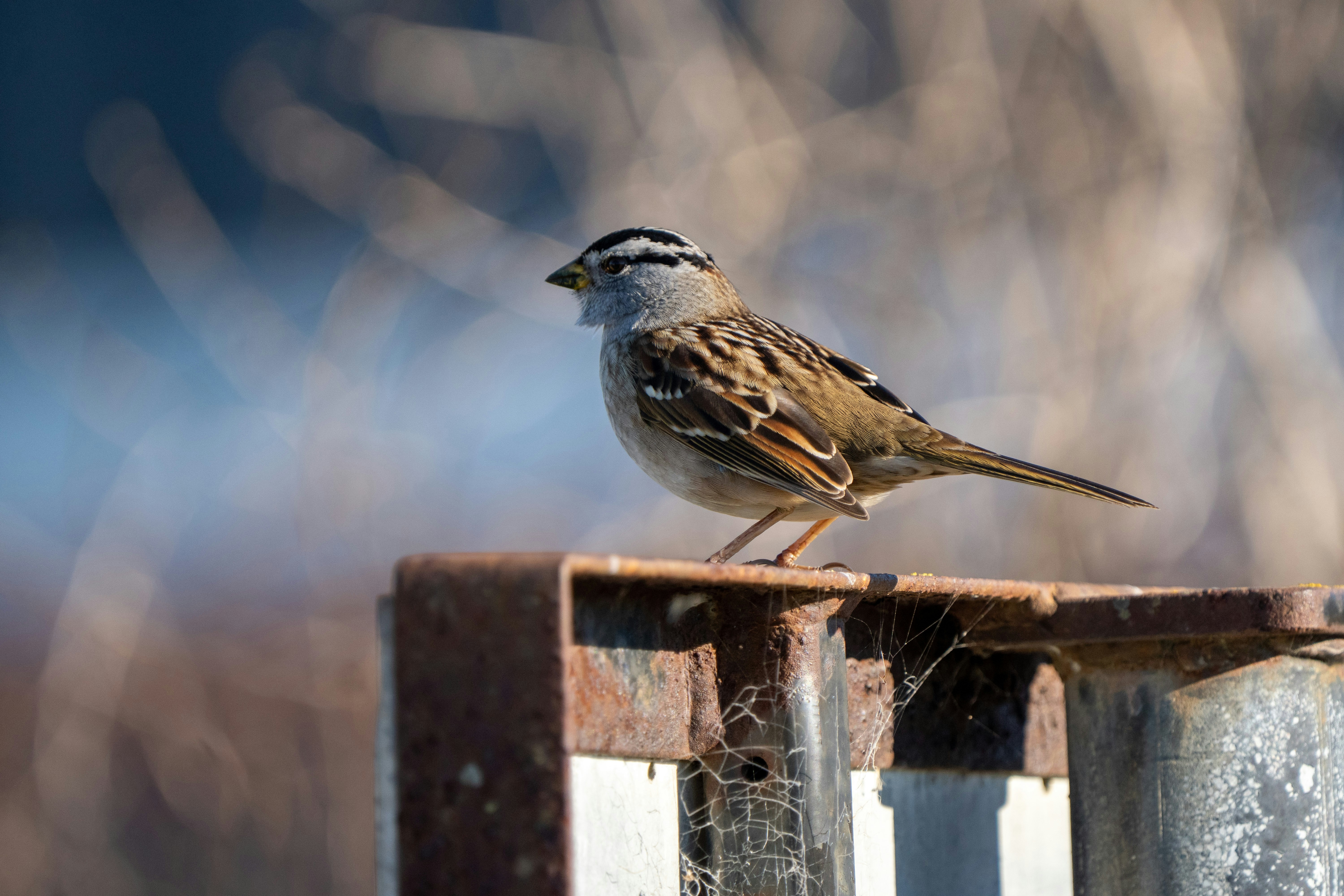 Perched on the Rusted Gate, a Sparrows’ Quiet Gaze