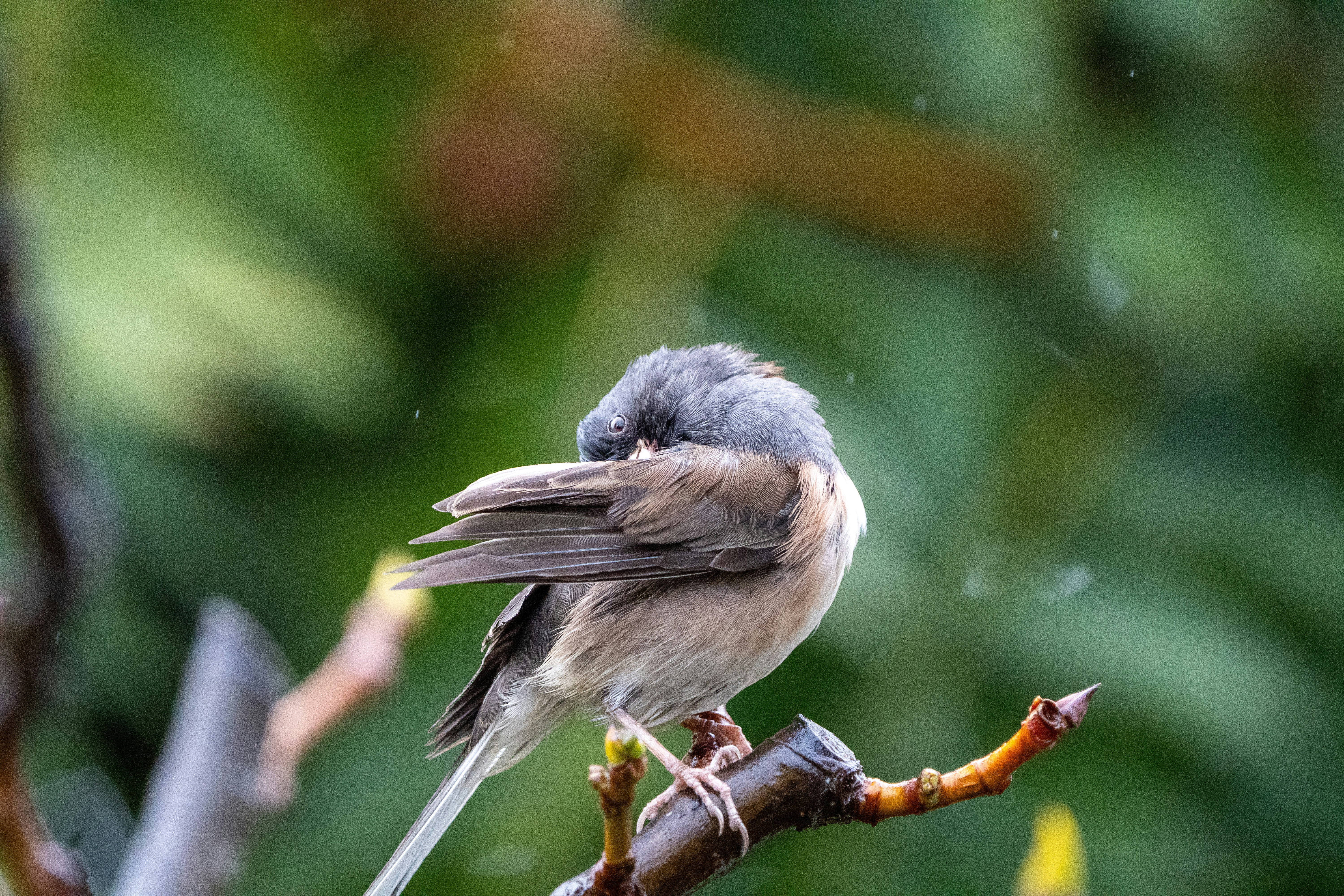 Perched Nutmeg Warbler in Soft Backdrop
