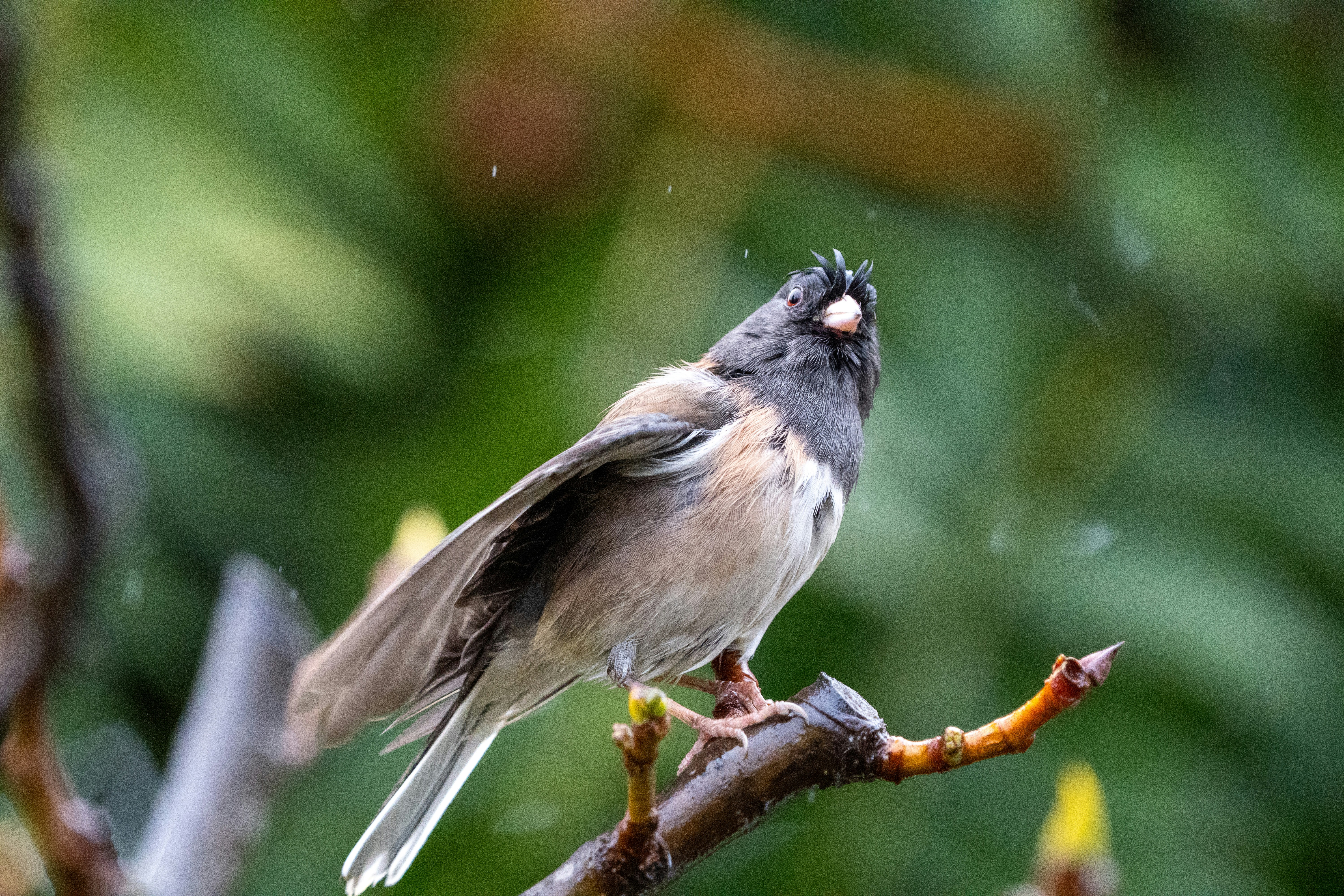 Perched Songbird with Delicate Crest on a Lichen-Touched Branch
