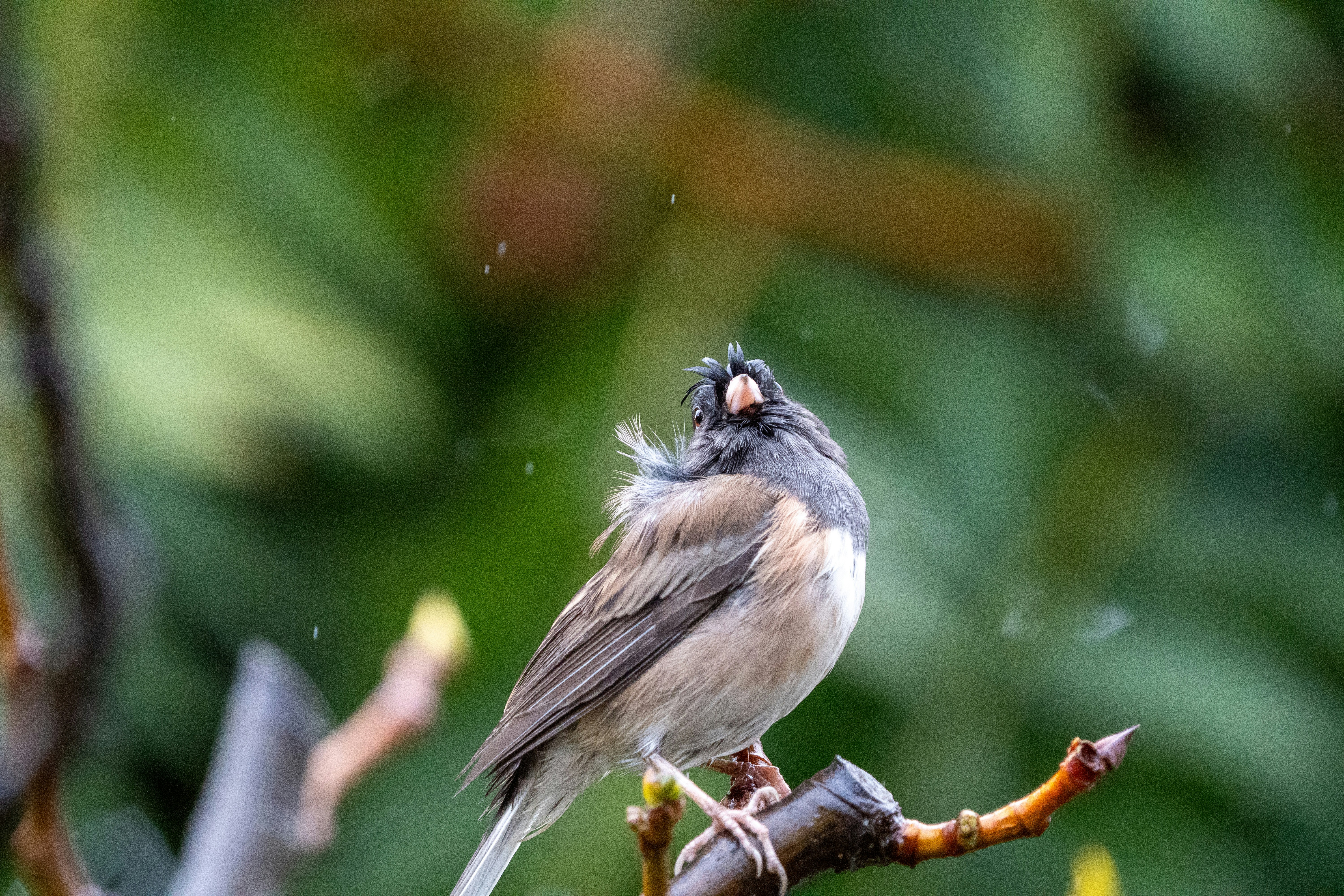 On a Droplet of Light: A Tiny Finch in Transit
