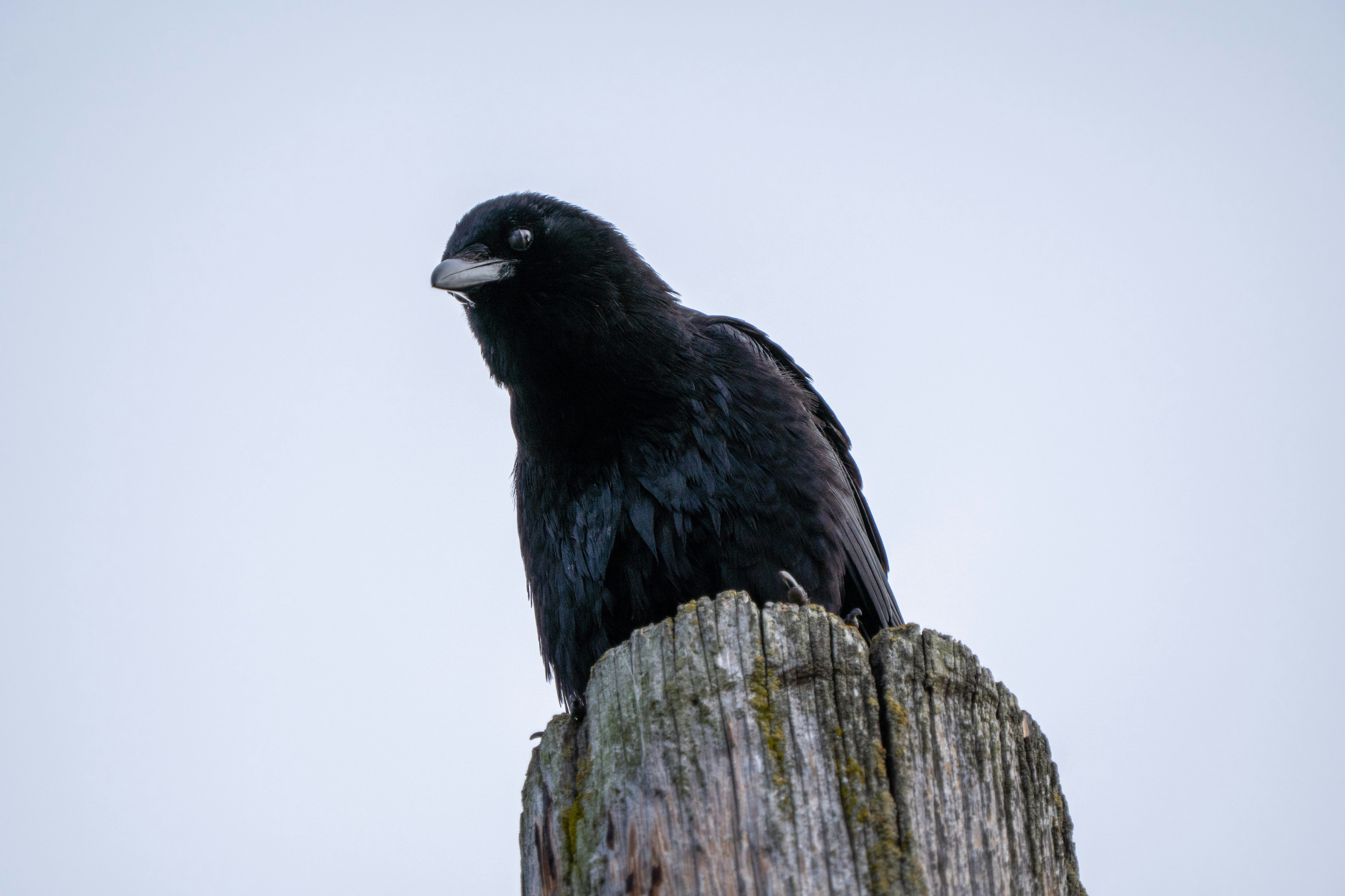 Perched Sentinel: A Black Crow Dominates a Weathered Post