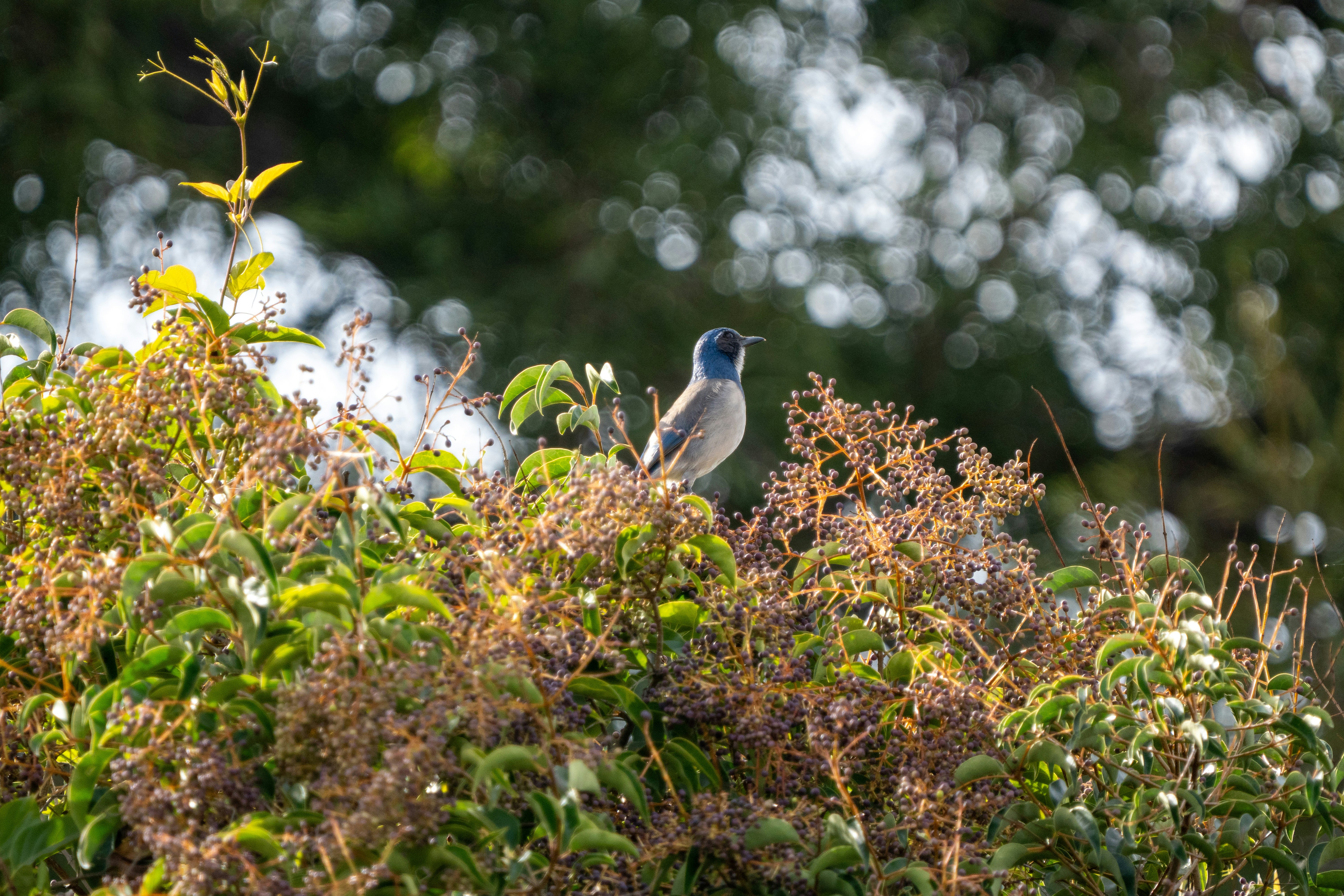 California Scrub-Jay perched among sunlit foliage