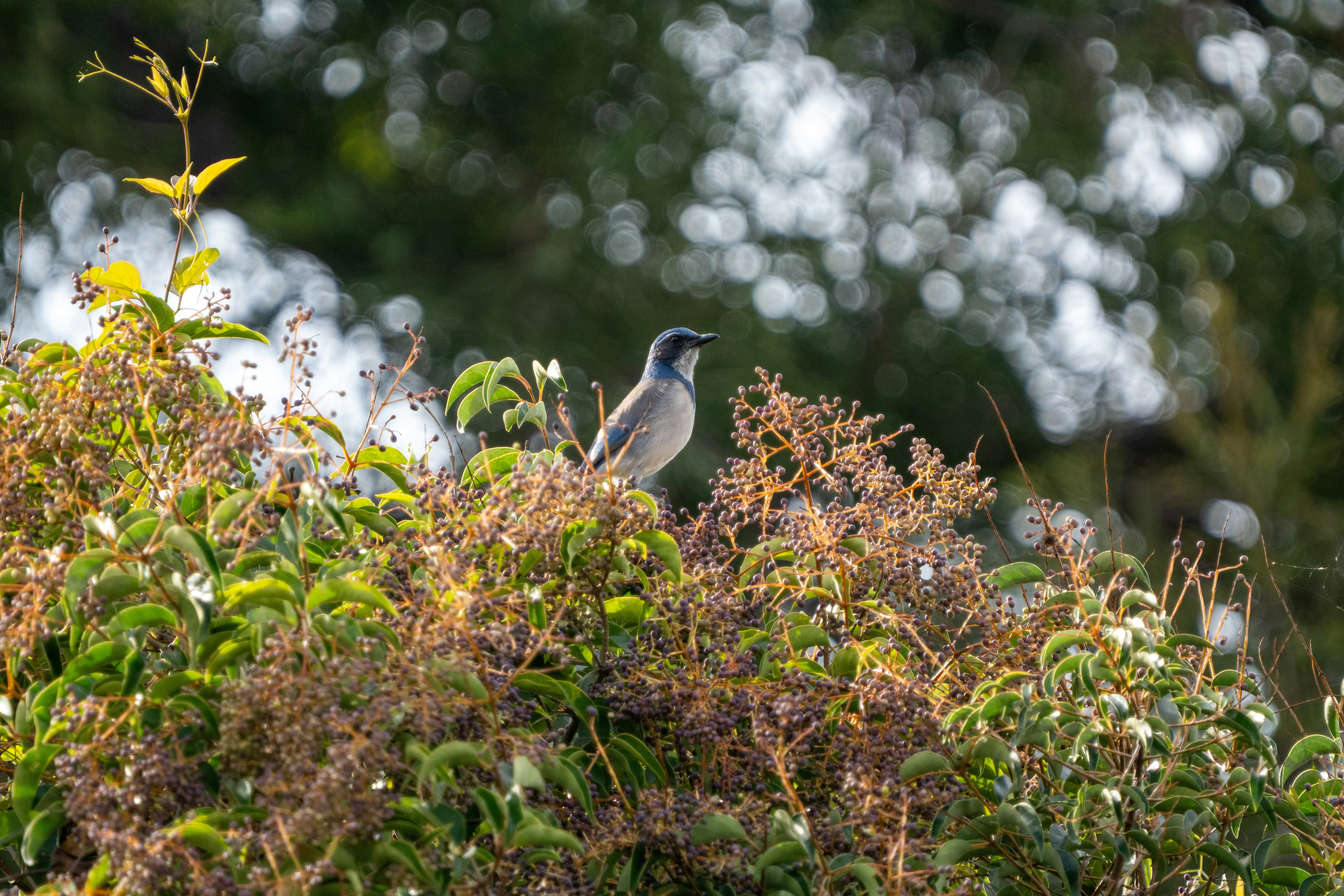  perched blue-gray bird amid sunlit shrubs